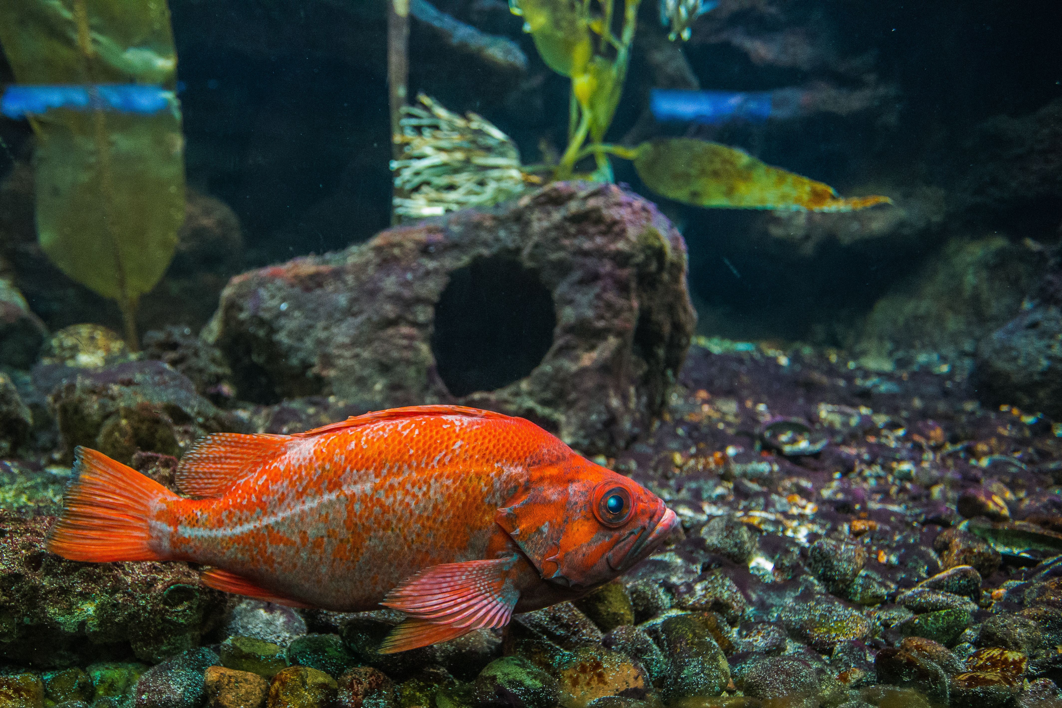 Goldfish In Aquarium Free Stock Photo