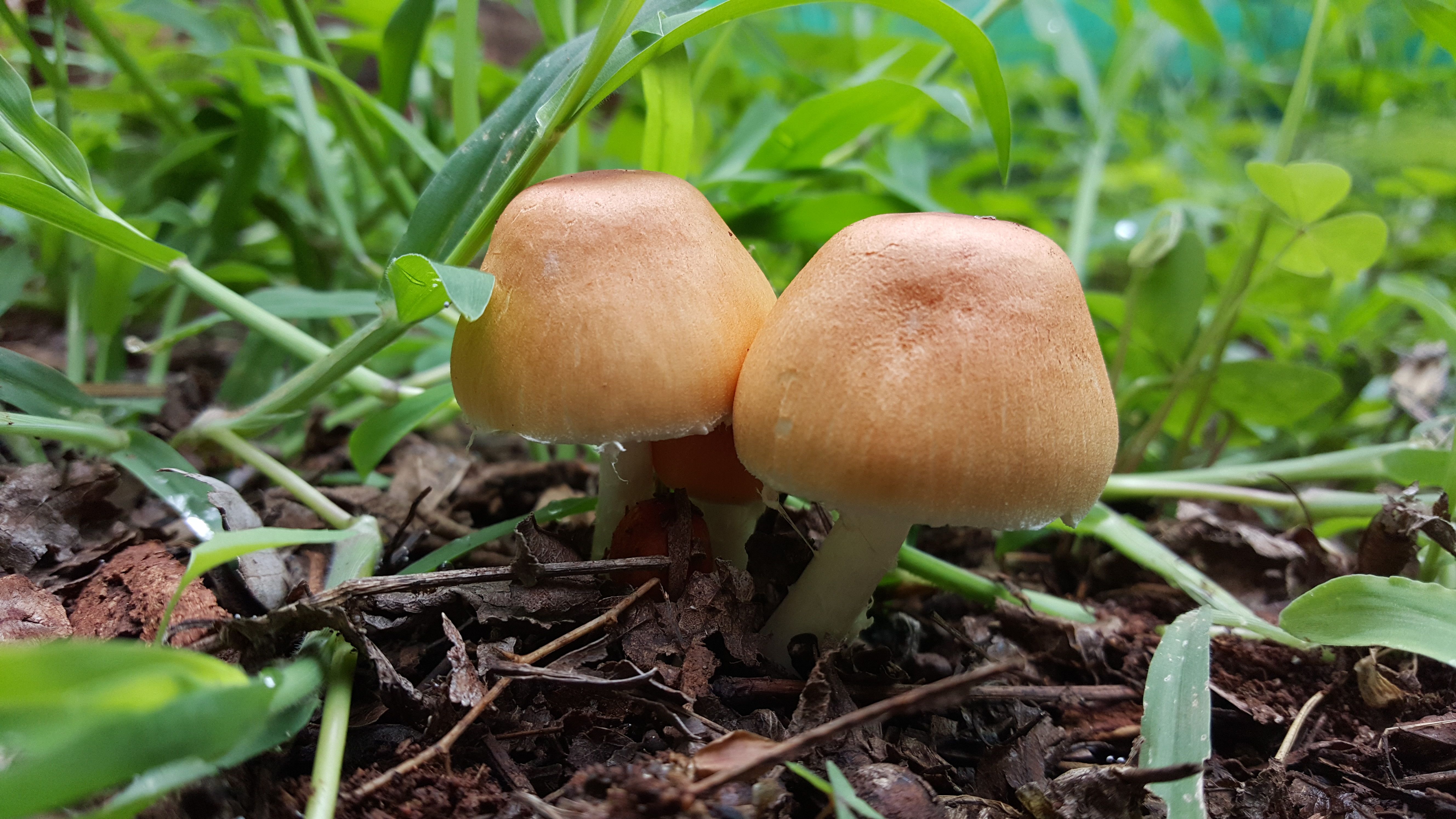 Free stock photo of close-up view, mushroom, toadstool
