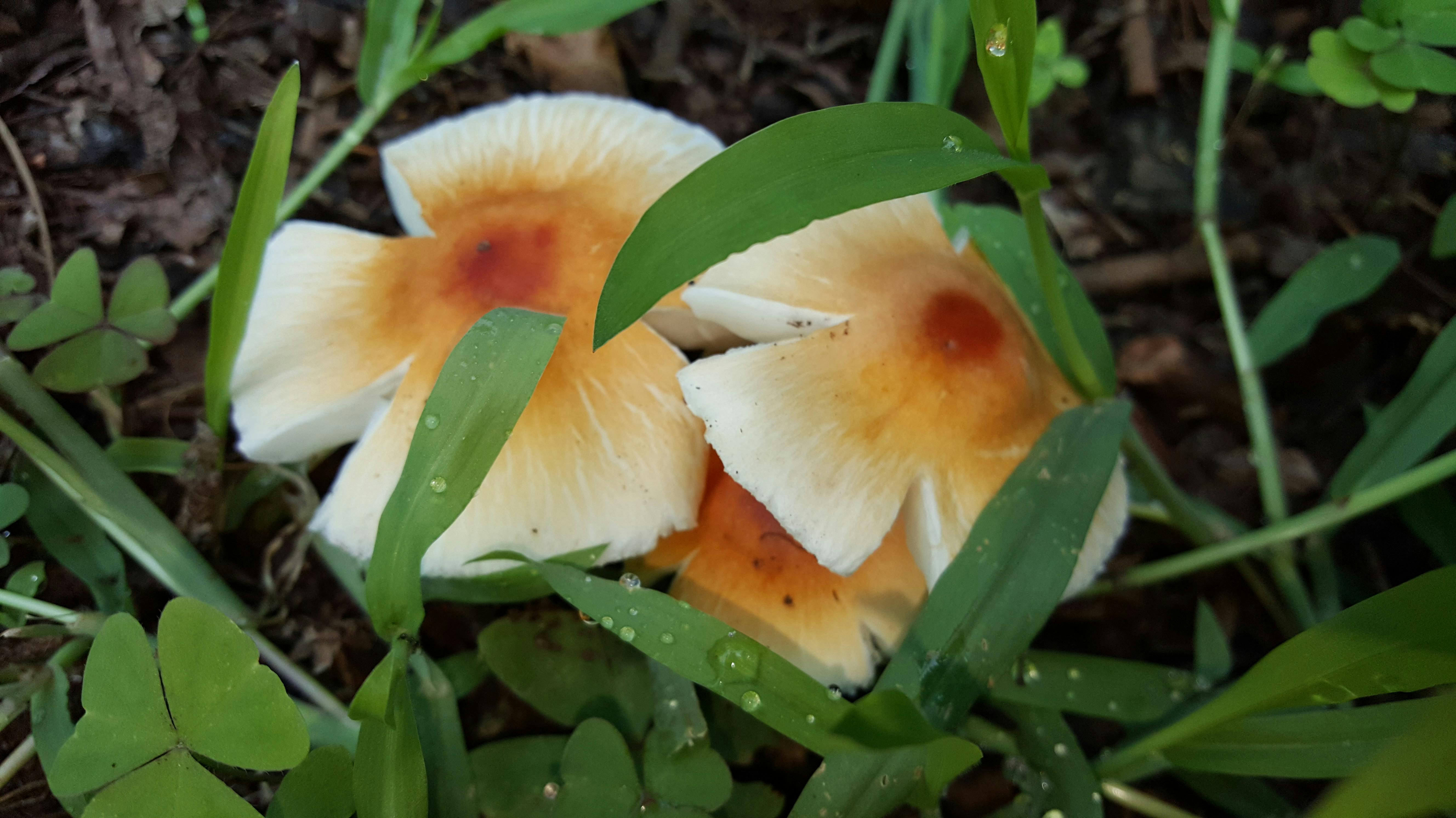 Free stock photo of close-up view, mushroom, toadstool