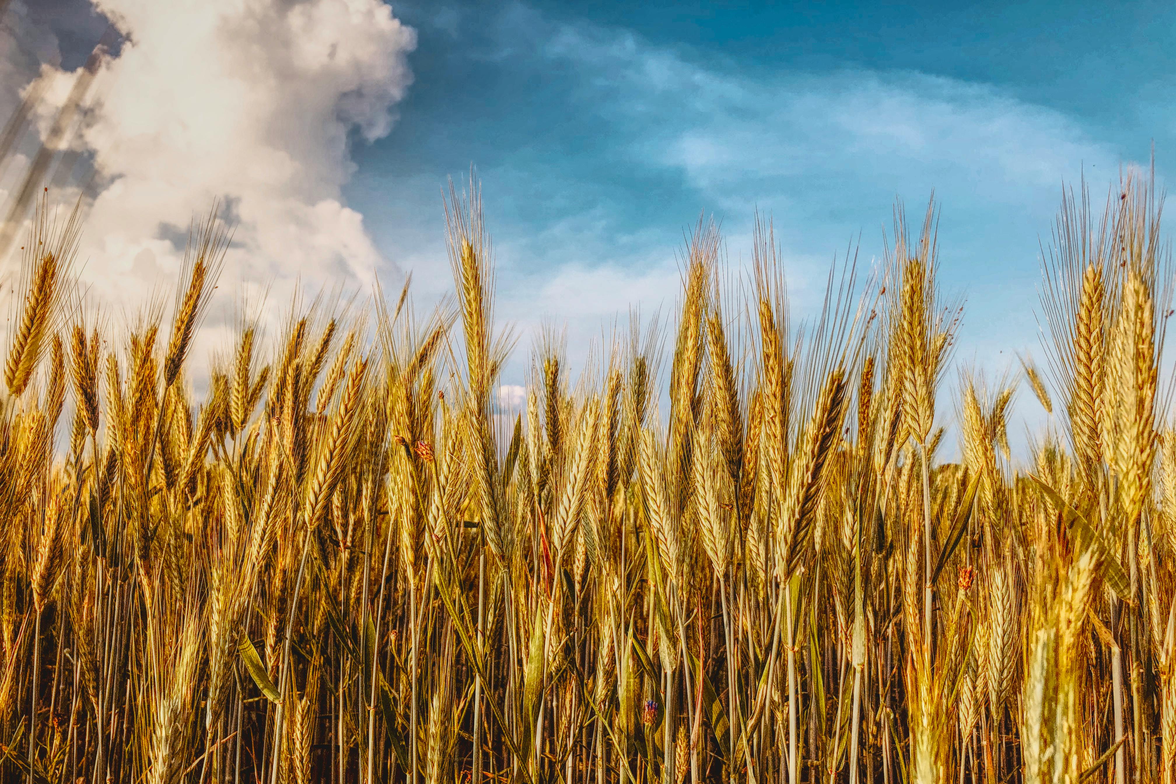 Free stock photo of corn, crops, field