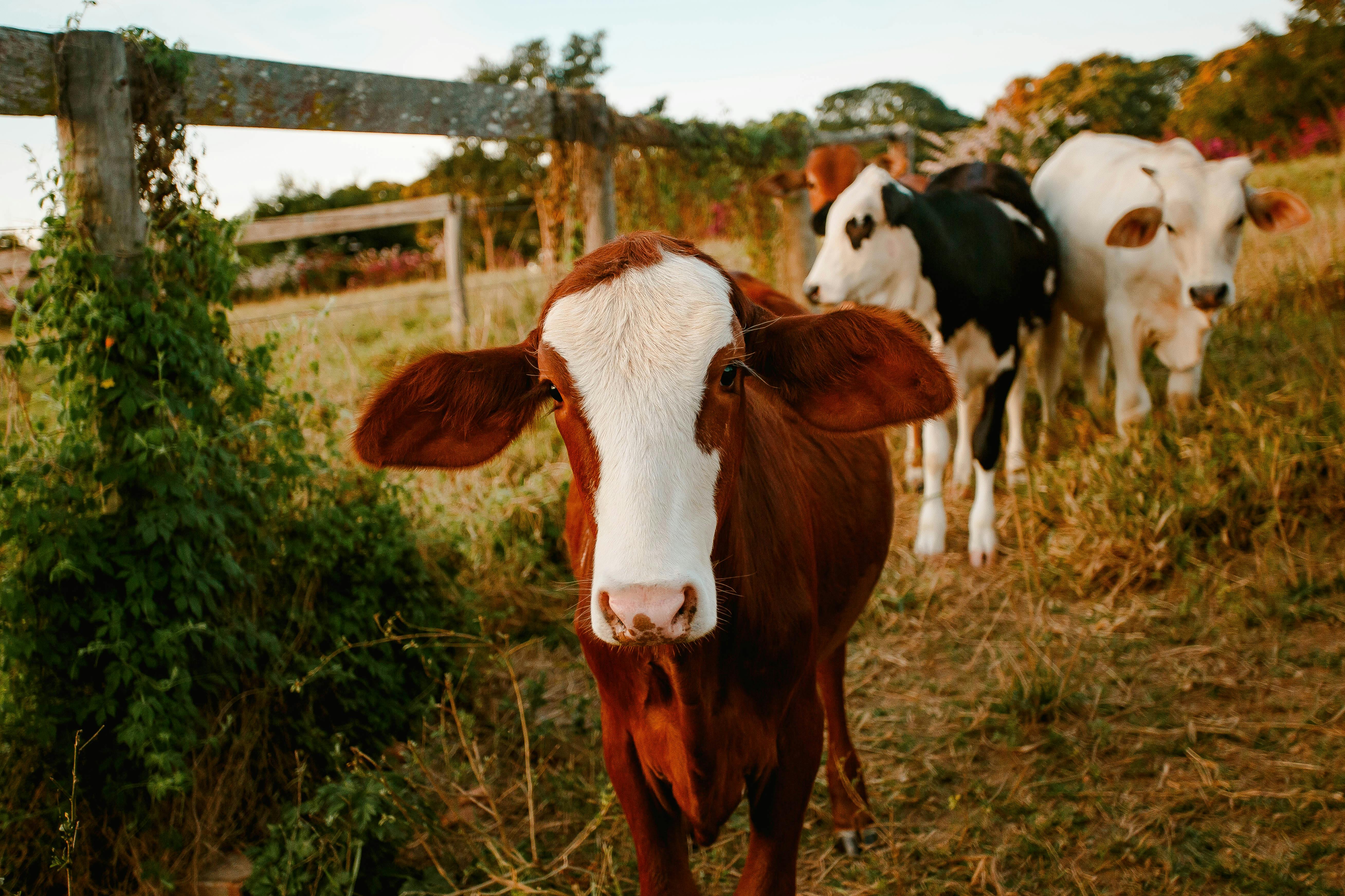 Portrait of Cow Standing in Pasture · Free Stock Photo