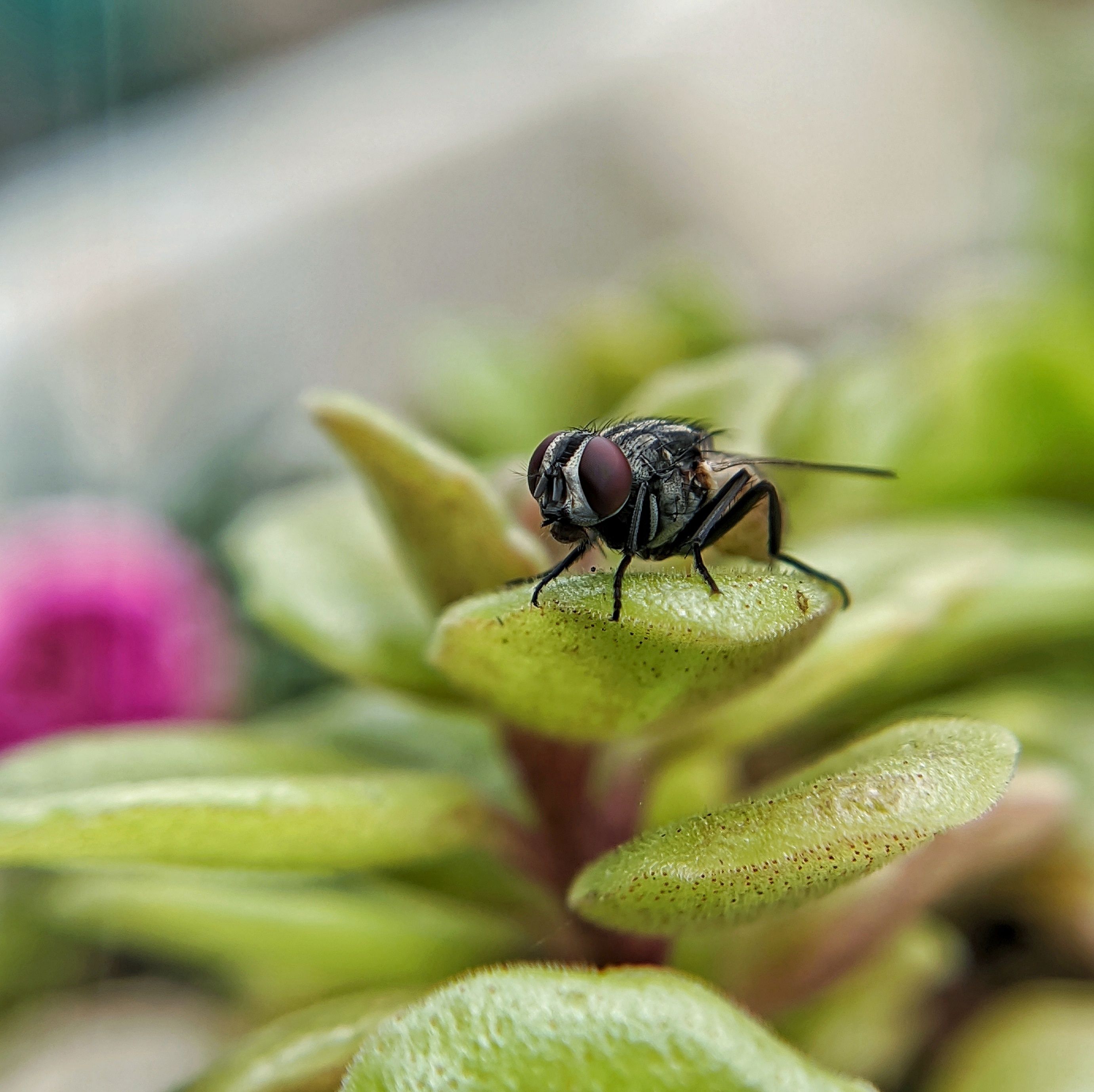 Extreme Close up of a Fly · Free Stock Photo