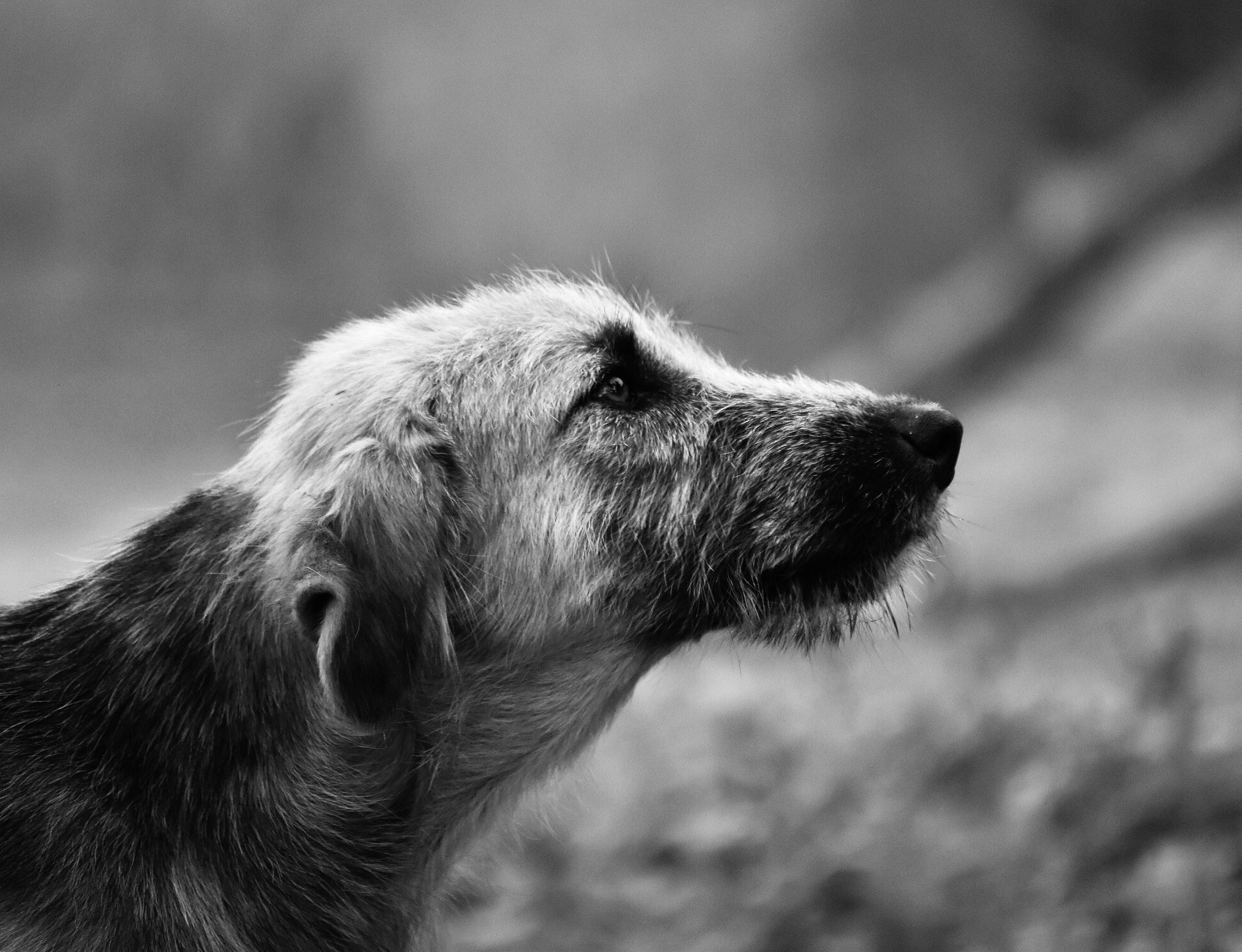 Close up of Dog Head · Free Stock Photo