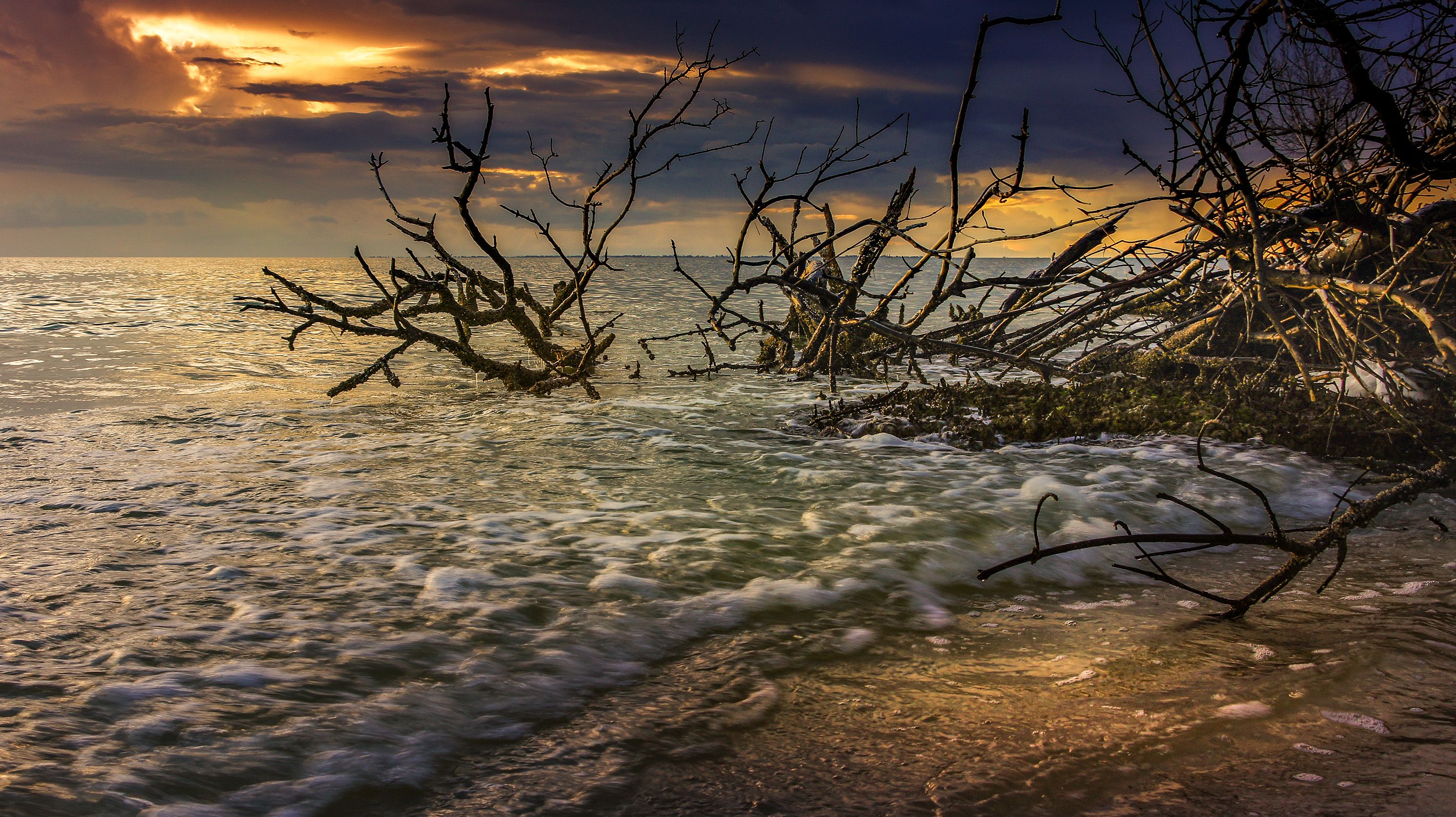 Broken Tree in Sea · Free Stock Photo