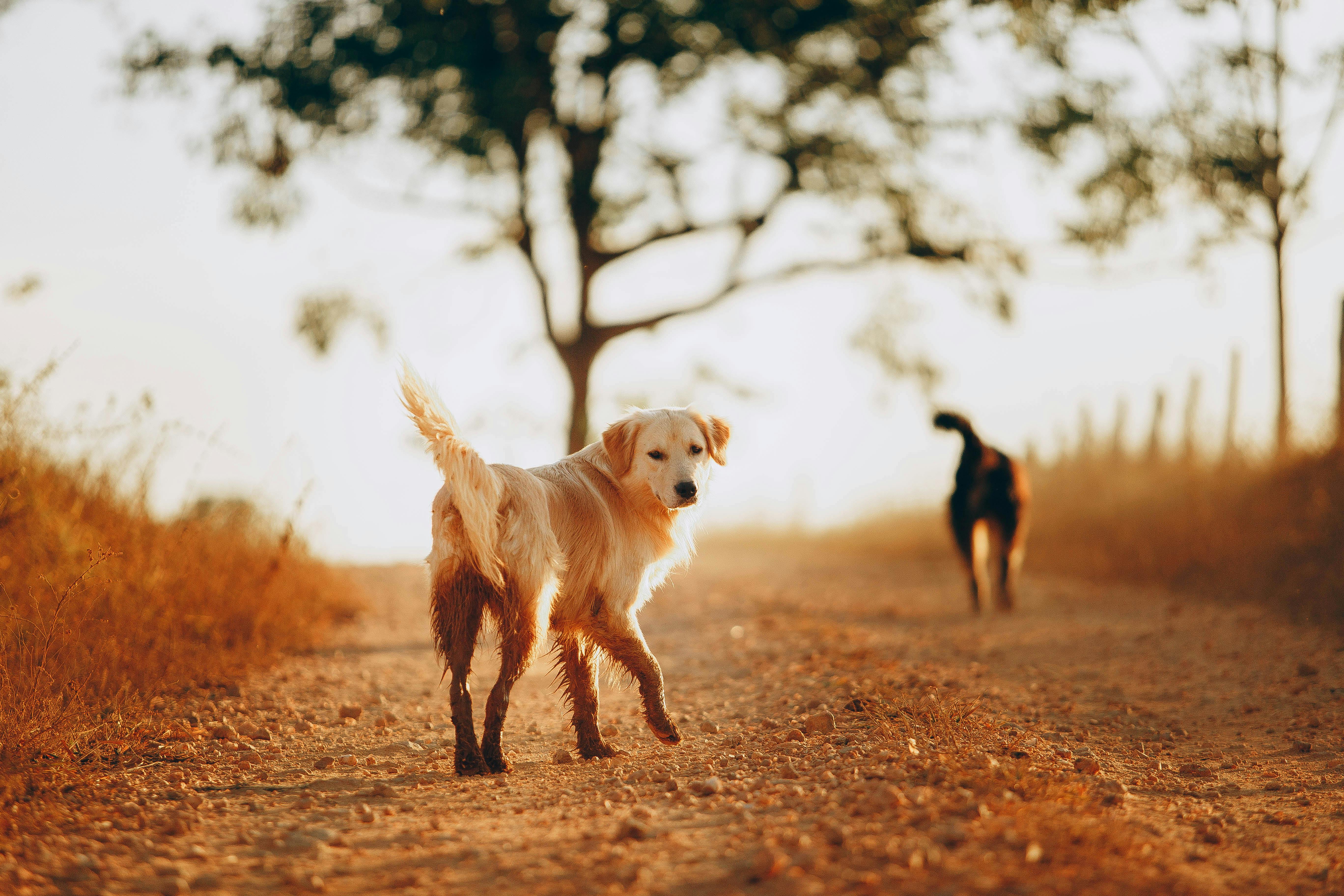 Cute dog running on dry ground · Free Stock Photo