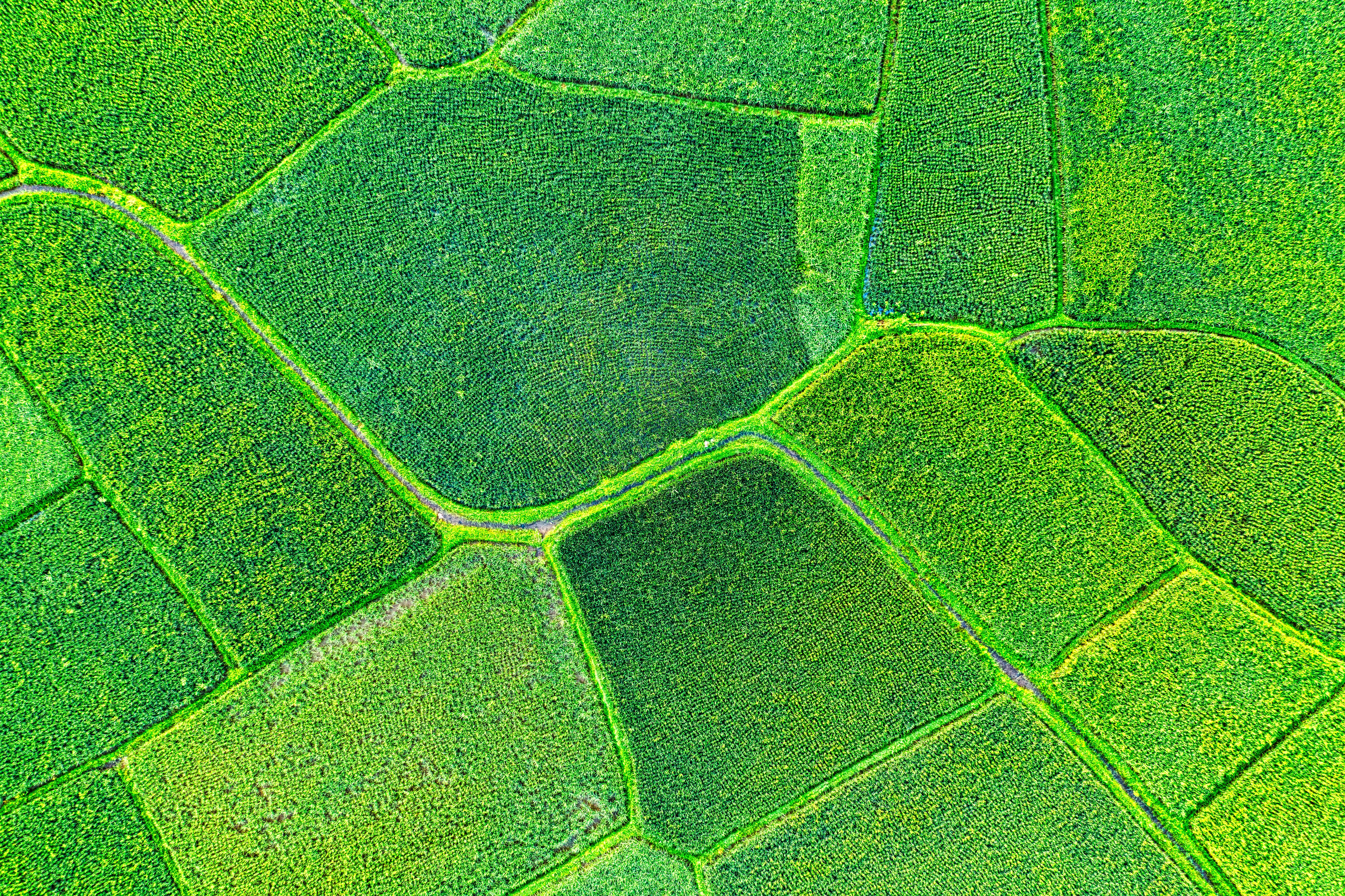 Aerial View of Green Fields · Free Stock Photo