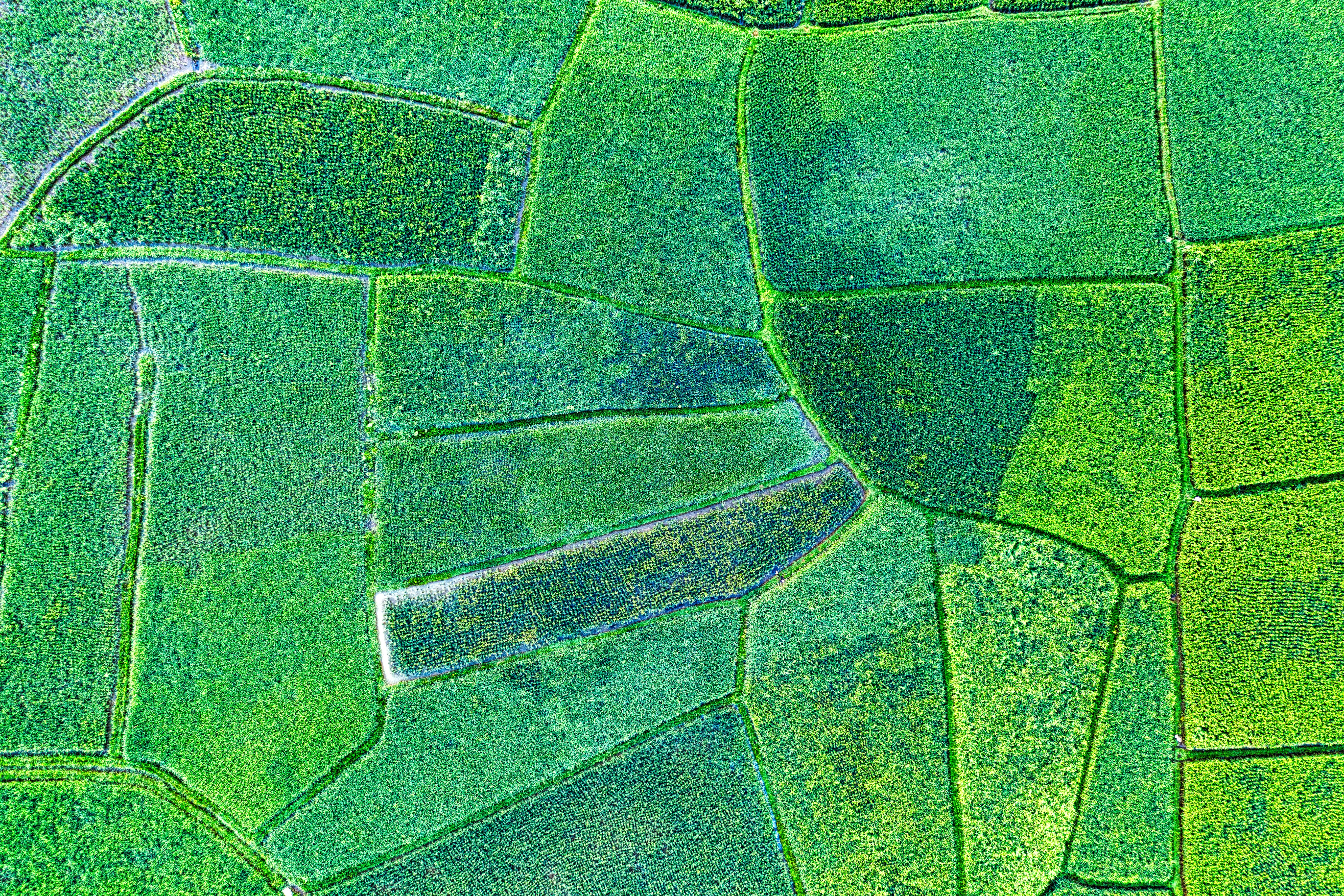 Aerial View of Green Fields · Free Stock Photo