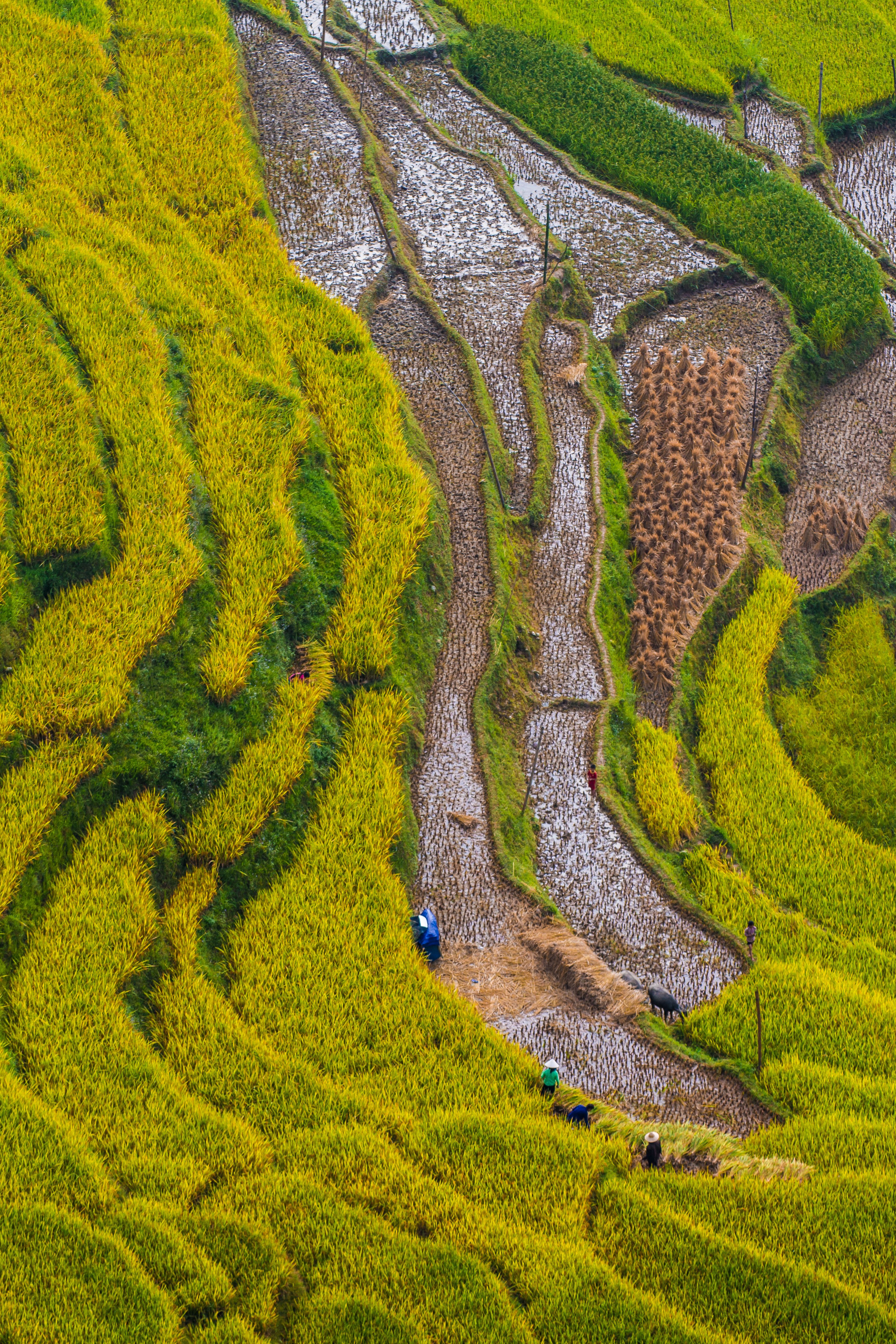Aerial Footage of Rice Terraces · Free Stock Photo
