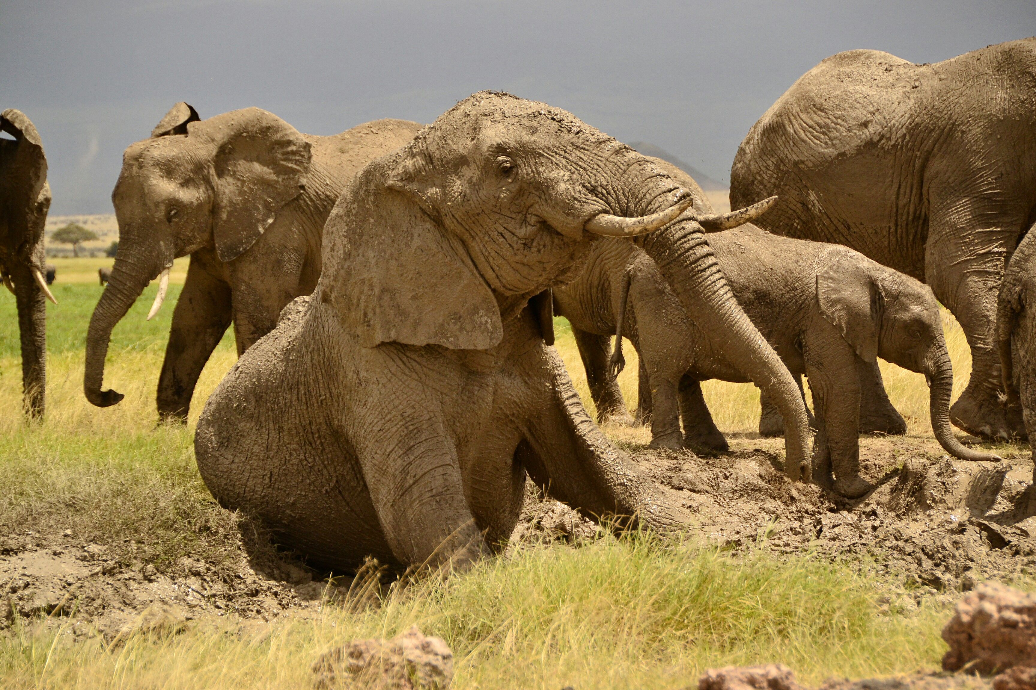 Grey Black Elephant on Green Grass Field · Free Stock Photo