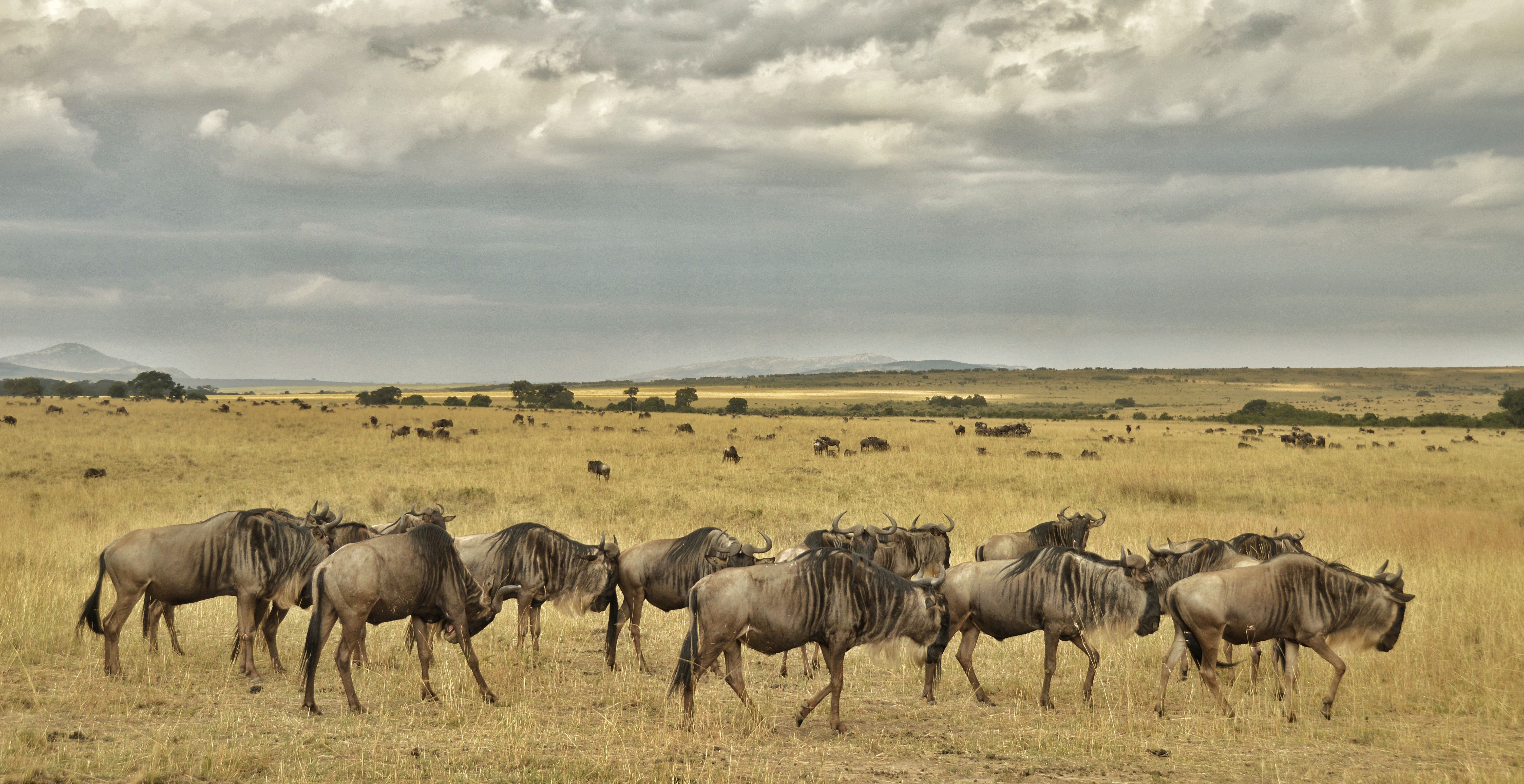 Wildebeest Photos, Download The BEST Free Wildebeest Stock Photos & HD ...