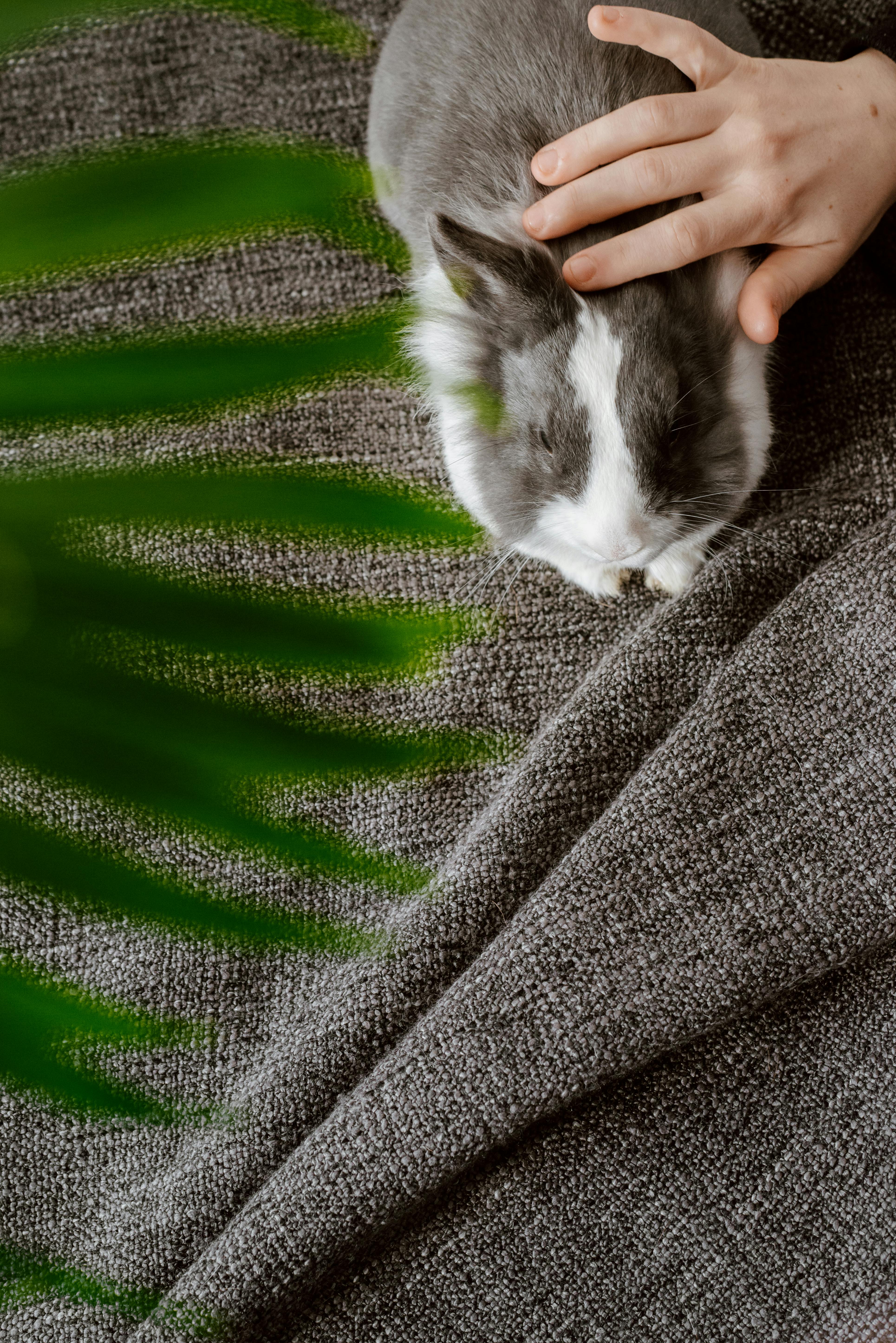 Person Touching Gray Rabbit · Free Stock Photo