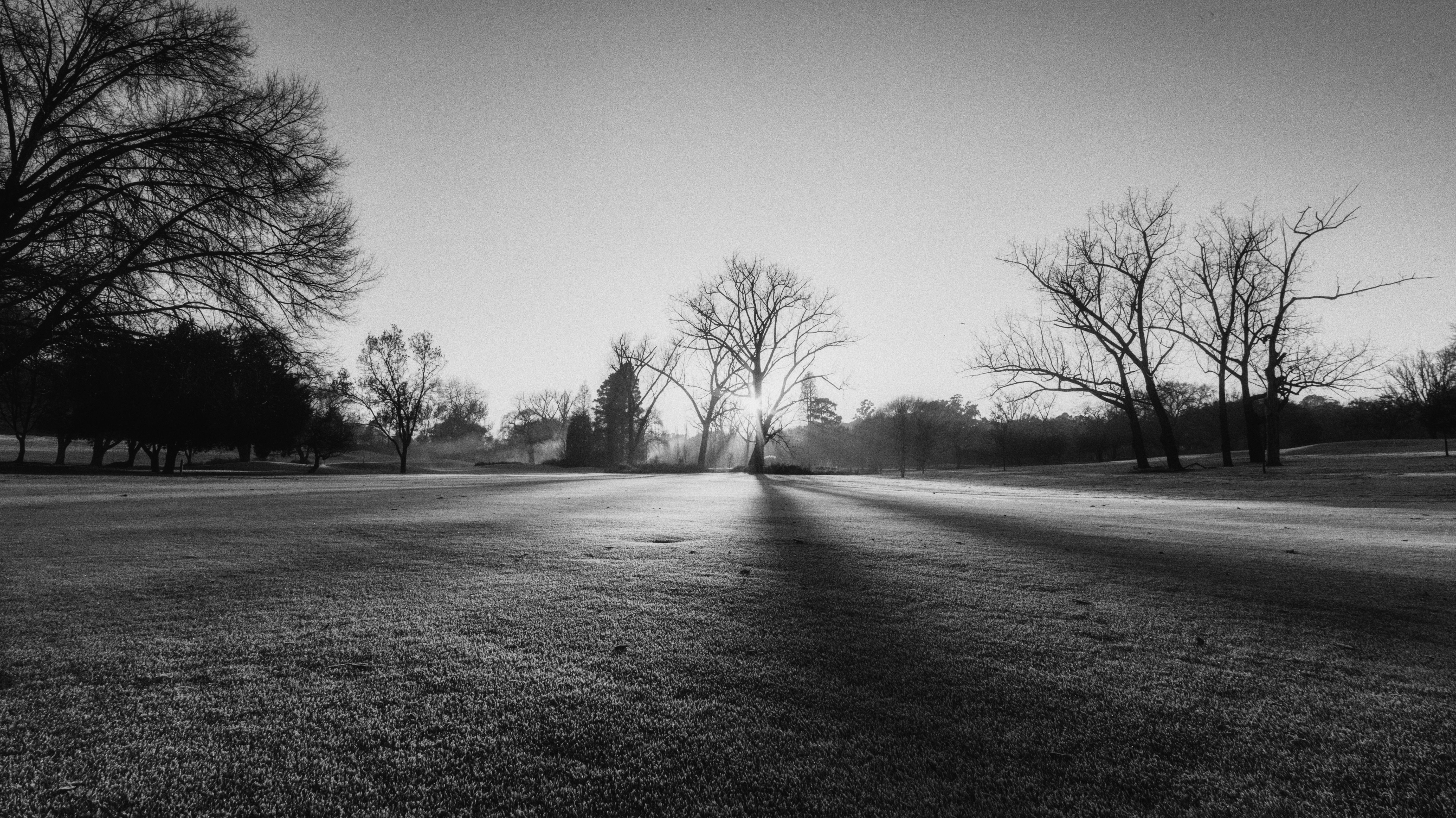 Grayscale Photo of Leafless Trees on a Field · Free Stock Photo