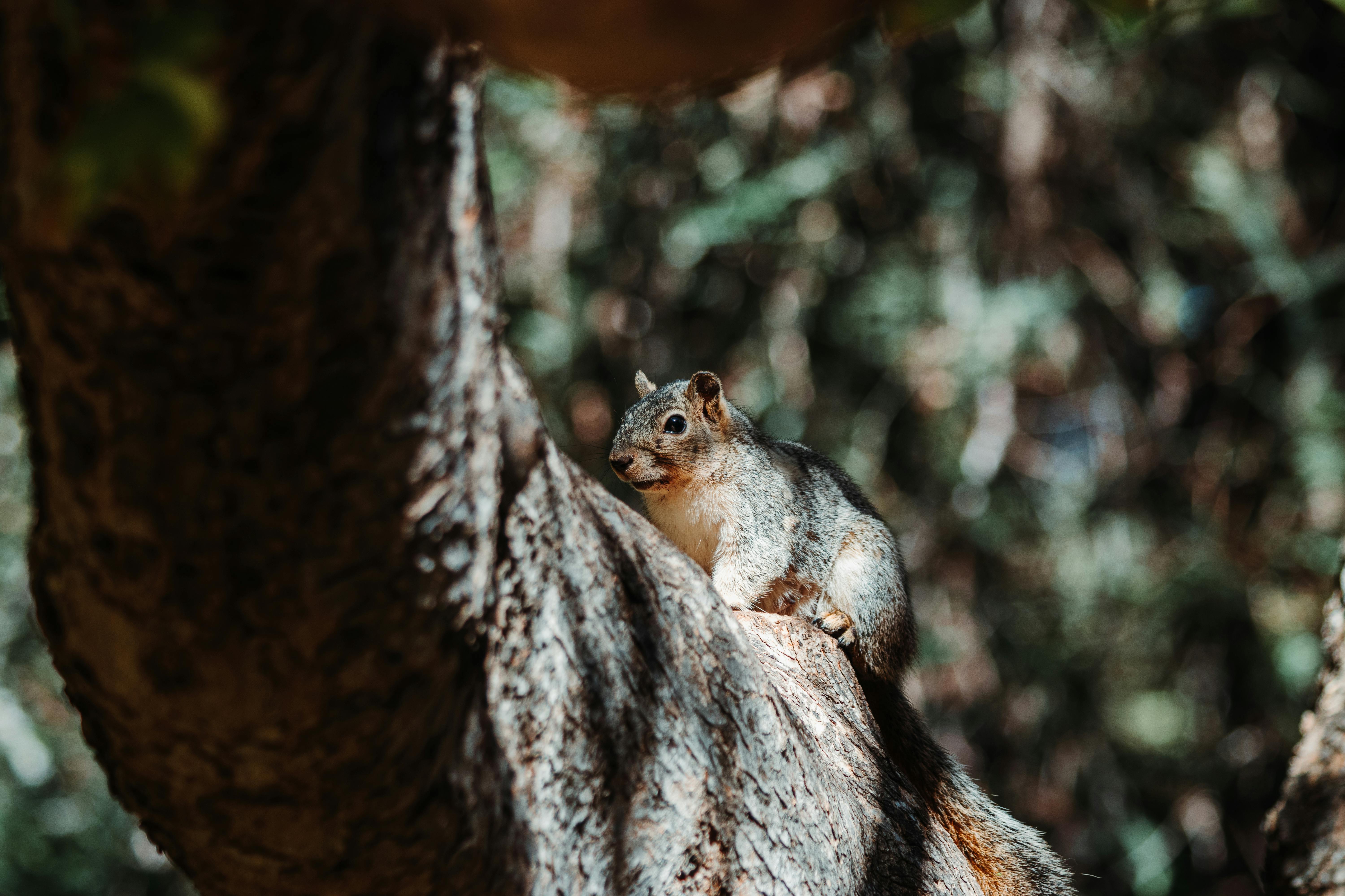 Cute squirrel sitting on tree stem in forest · Free Stock Photo
