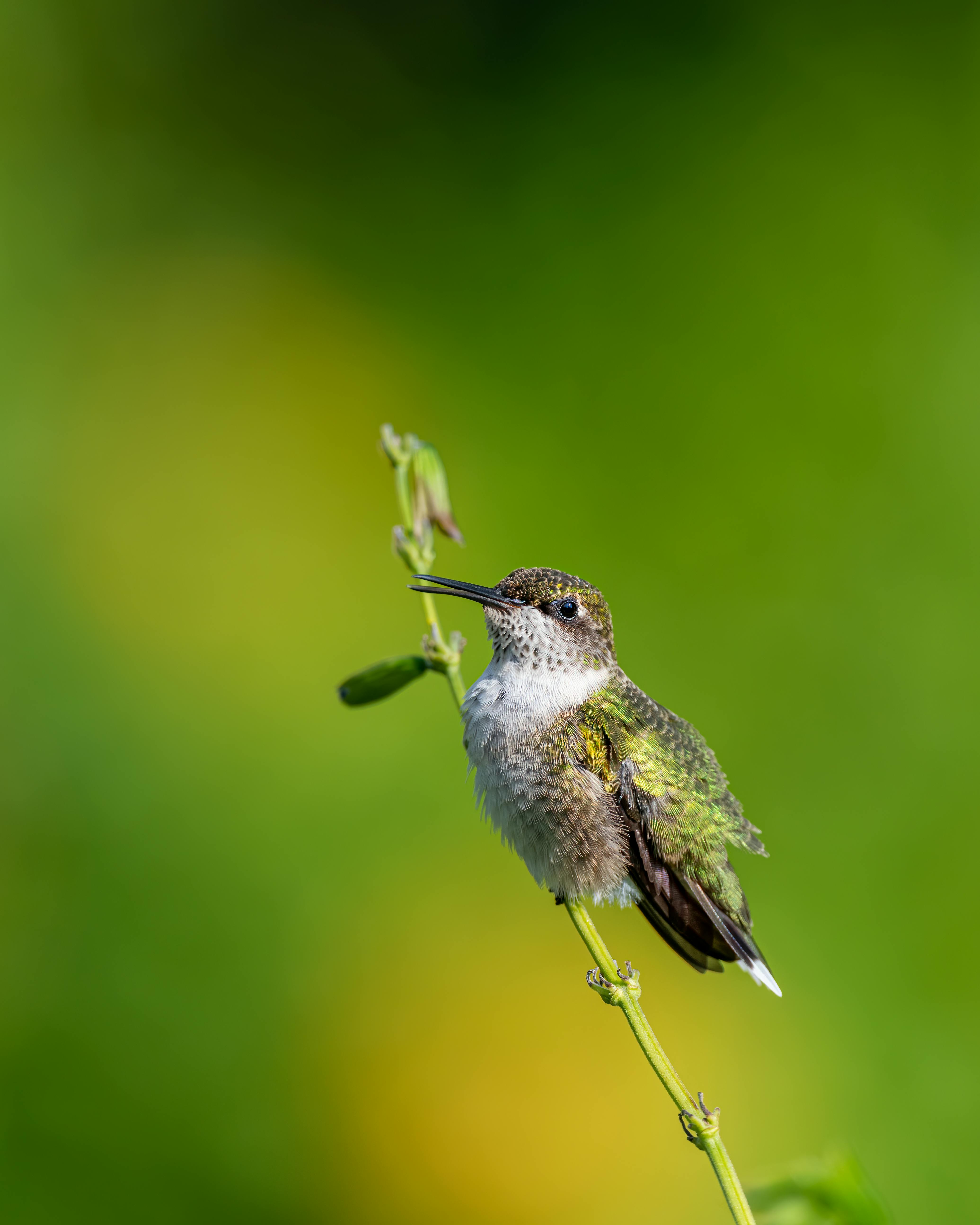 Hummingbird Backgrounds Photos, Download The BEST Free Hummingbird ...