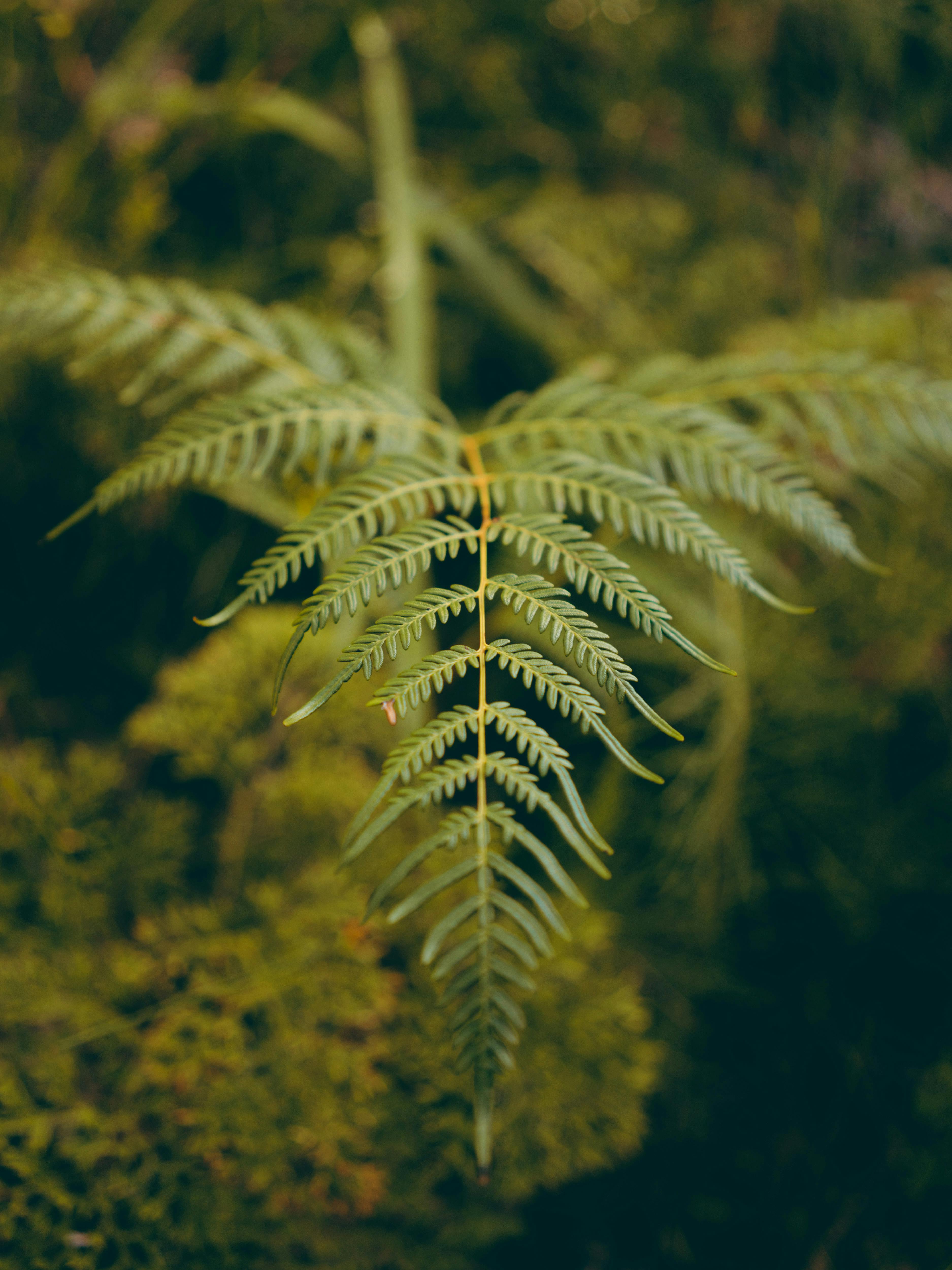 Fern Leaf in Close Up · Free Stock Photo