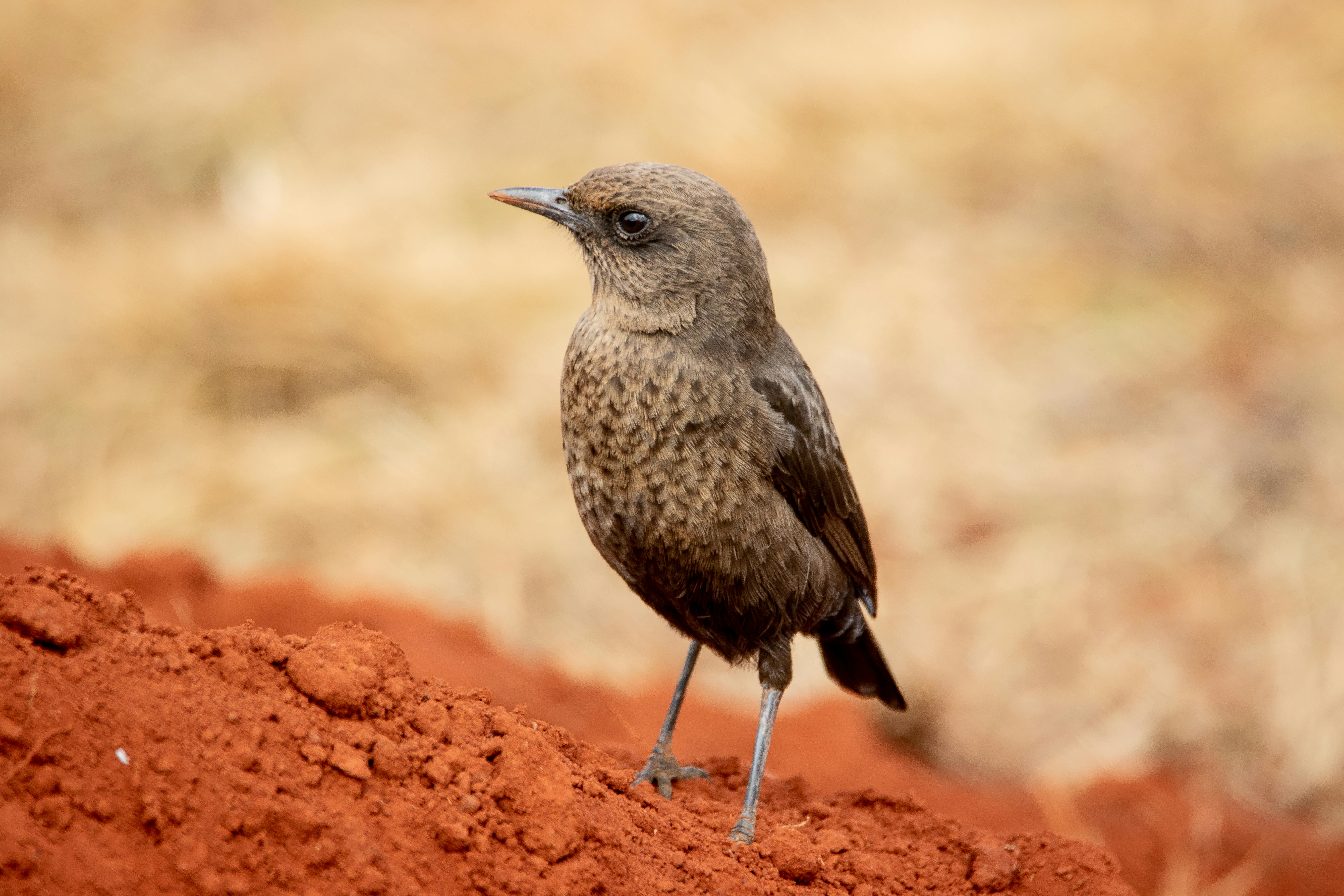Ant-Eating Chat Bird on Brown Soil · Free Stock Photo
