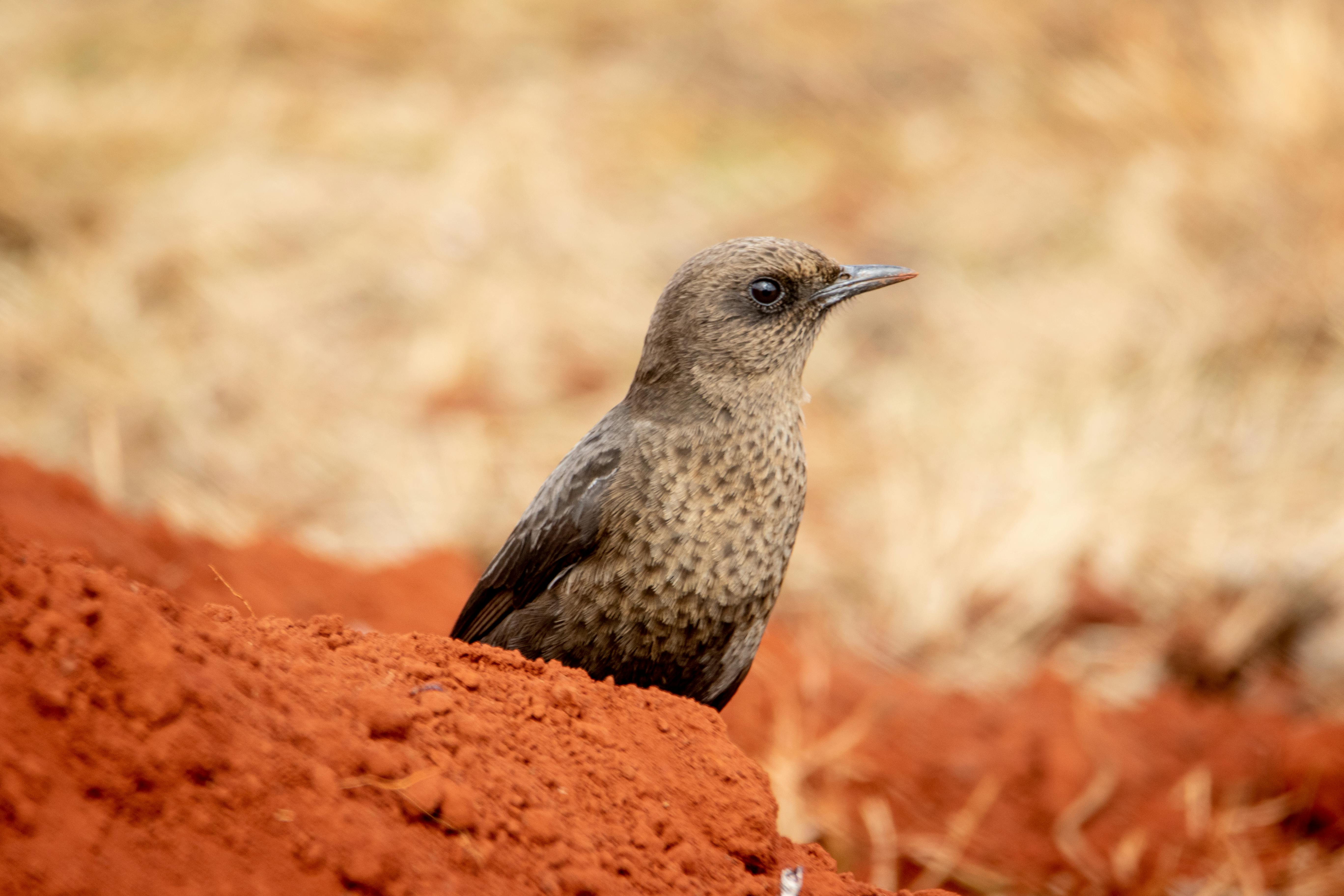 Close-Up Shot of Ant-Eating Chat Bird · Free Stock Photo