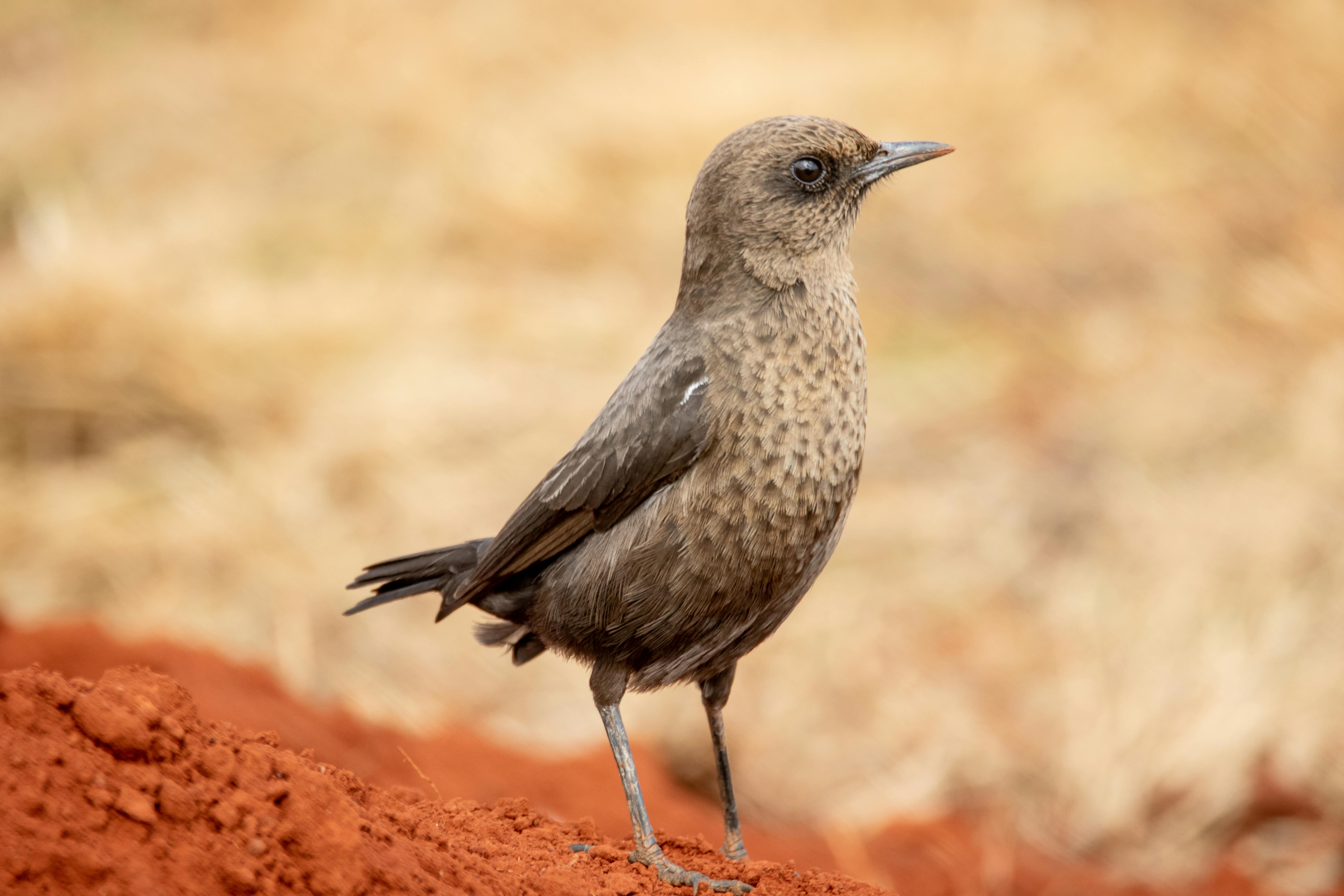 Brown Bird on Brown Soil · Free Stock Photo
