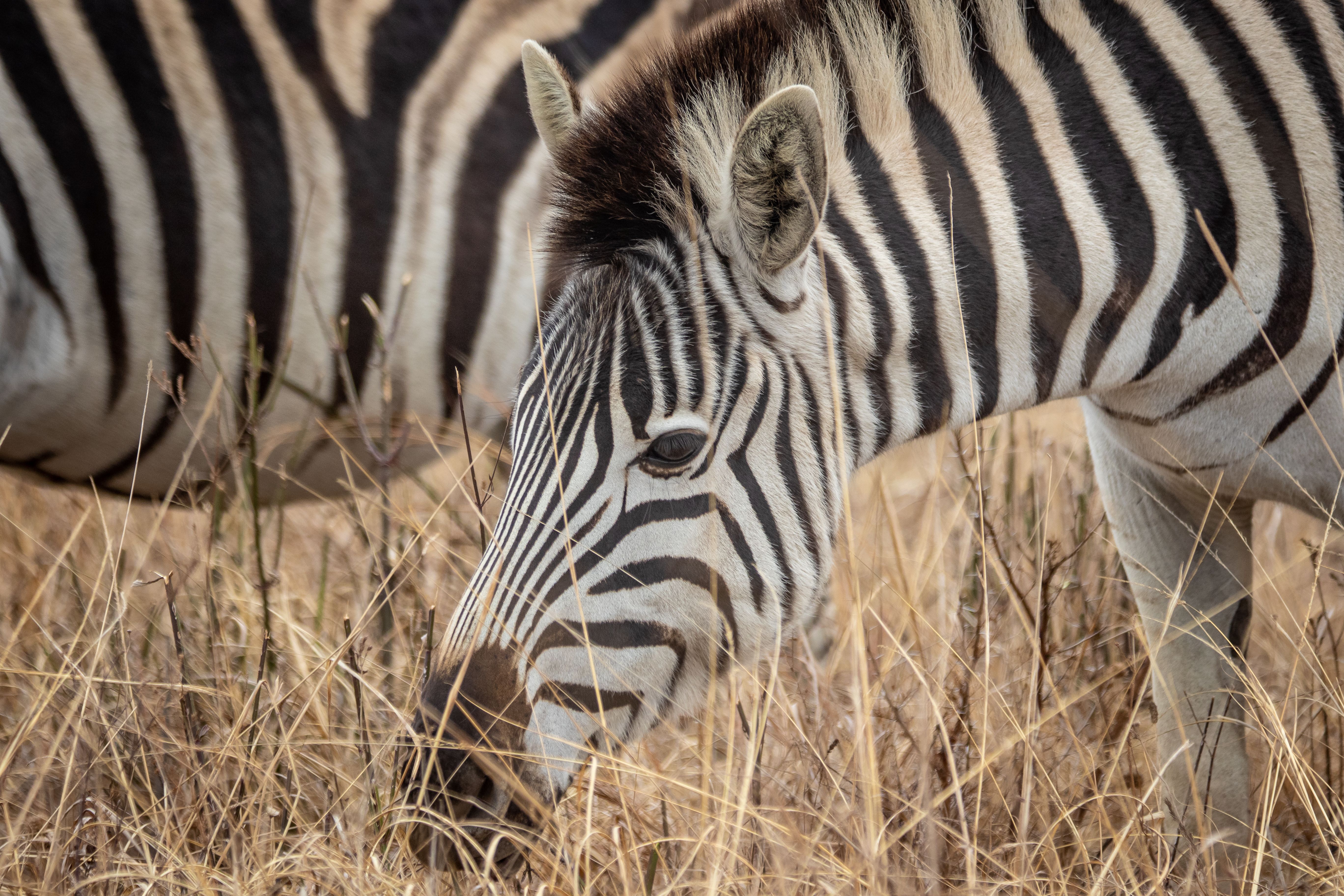 Close-Up Photo of Zebra · Free Stock Photo