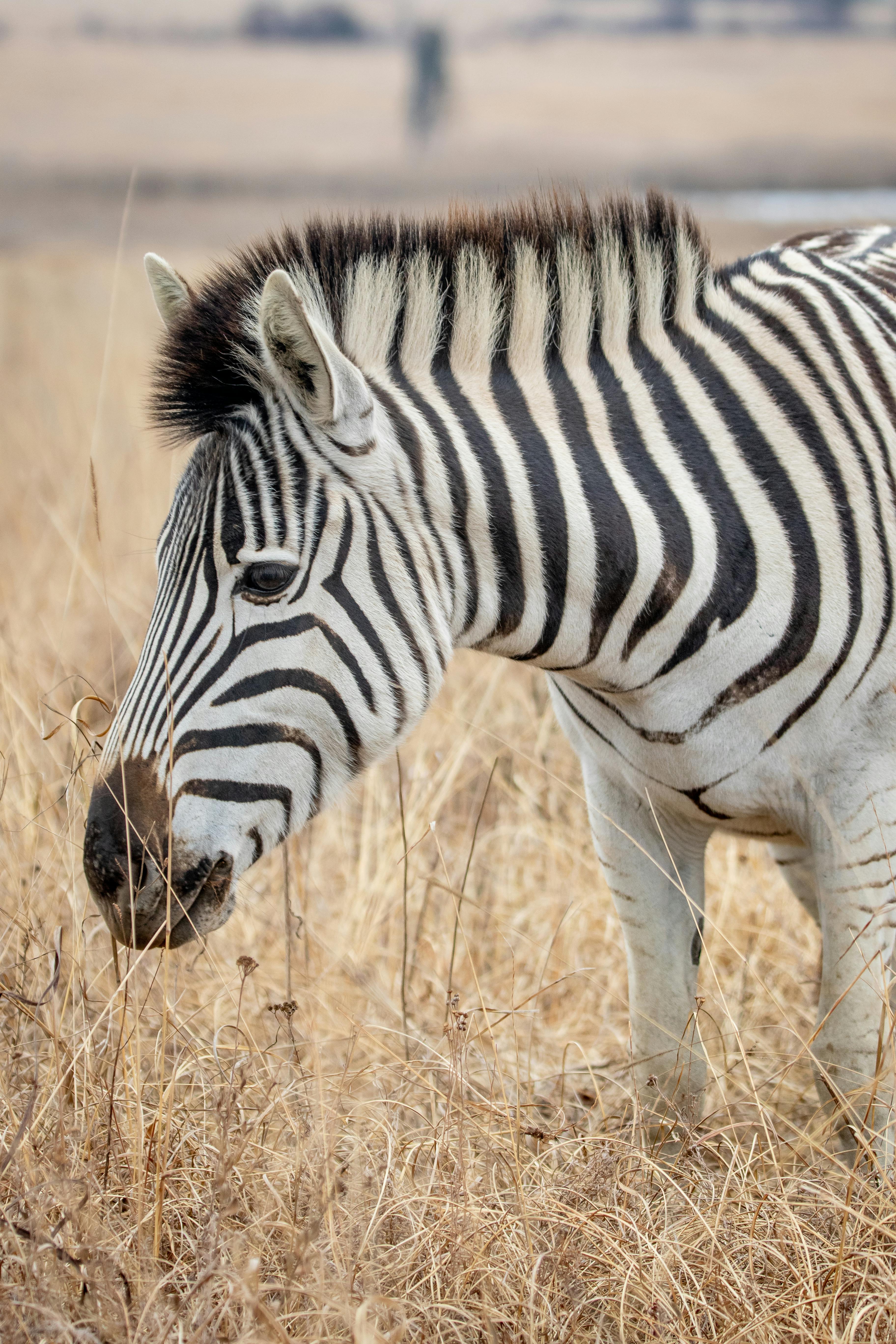 A Zebra in the Wild · Free Stock Photo