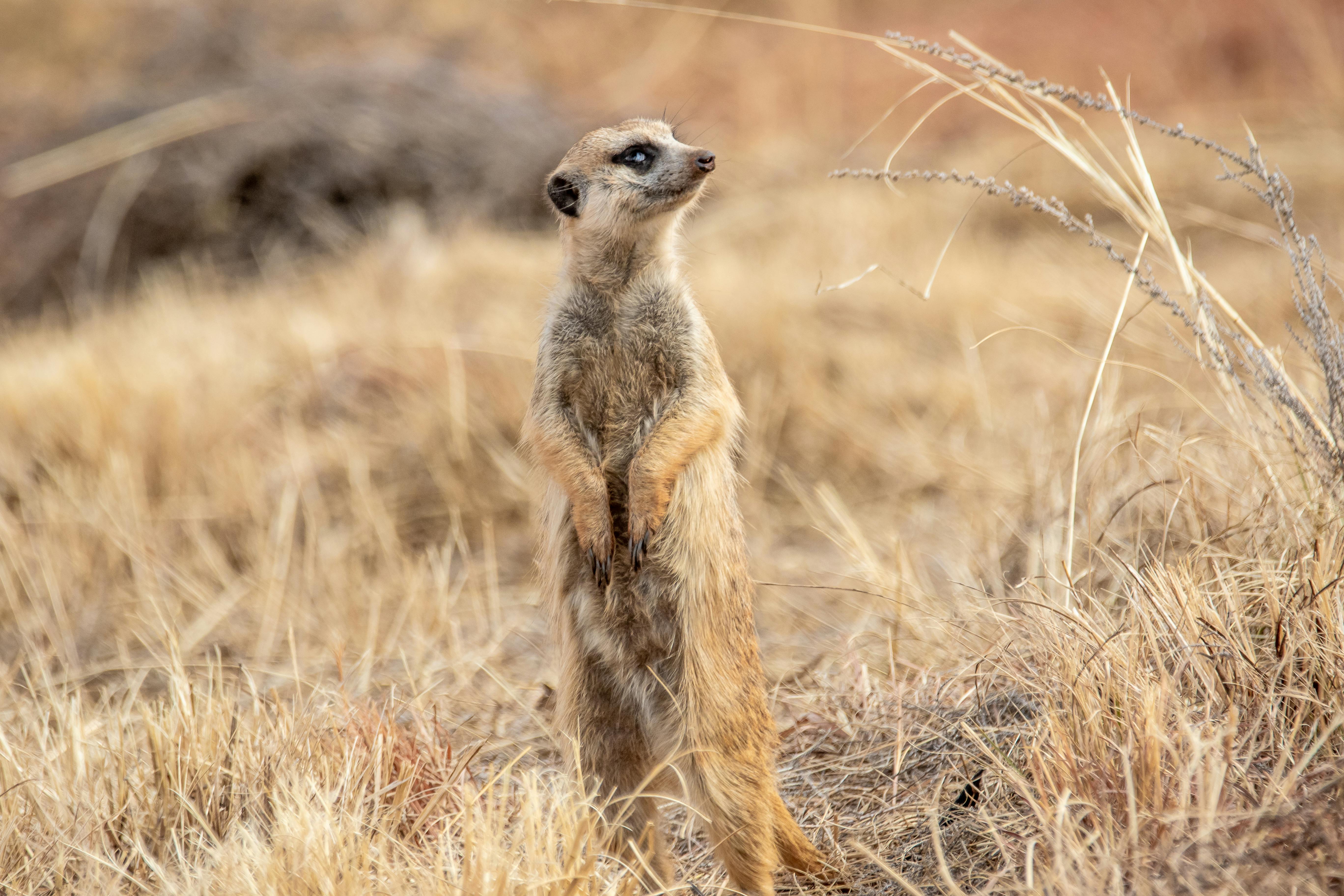 A Mongoose on a Stainless Bowl with Food · Free Stock Photo