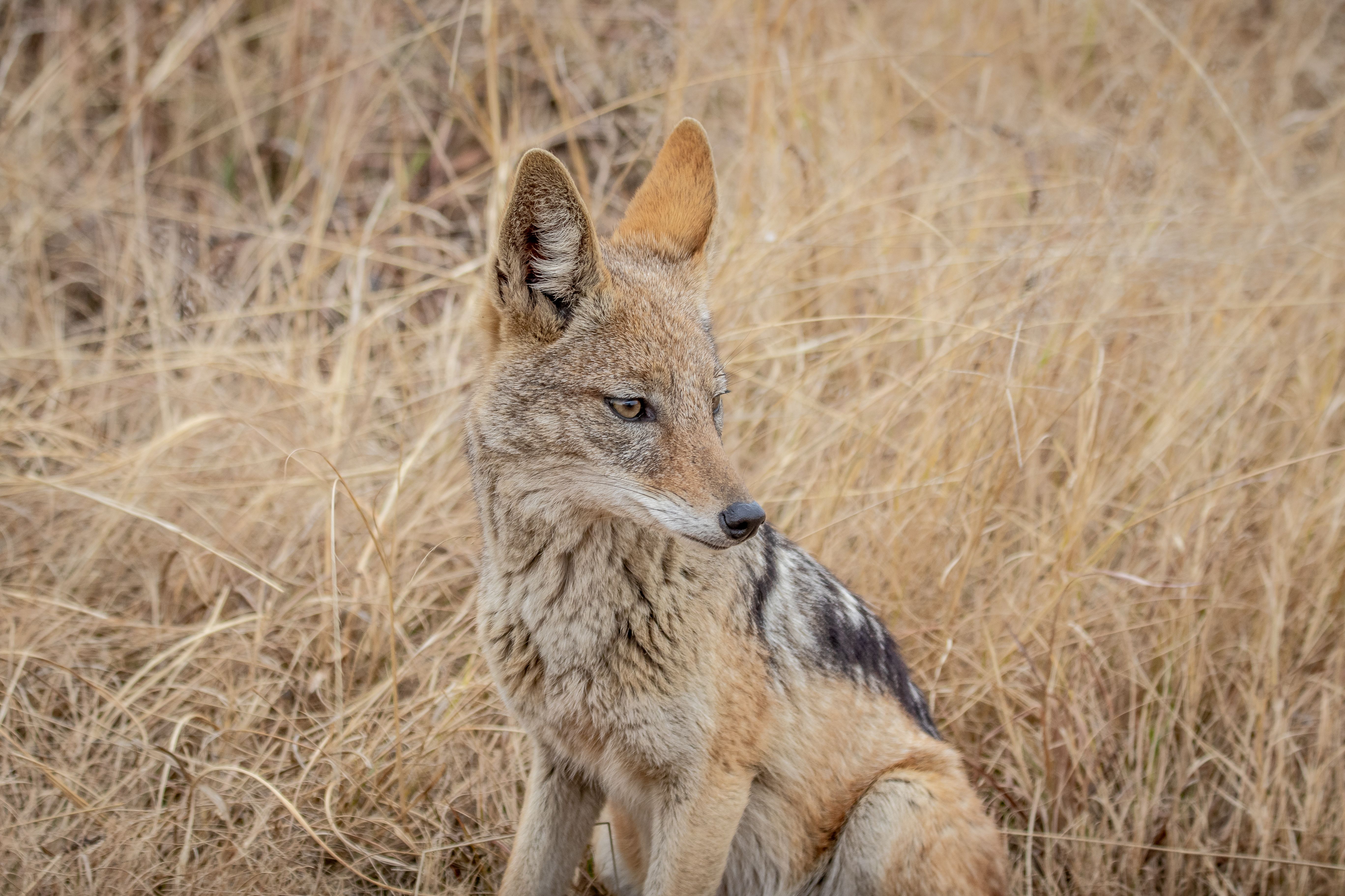 Brown Jackal on Brown Grass Field · Free Stock Photo