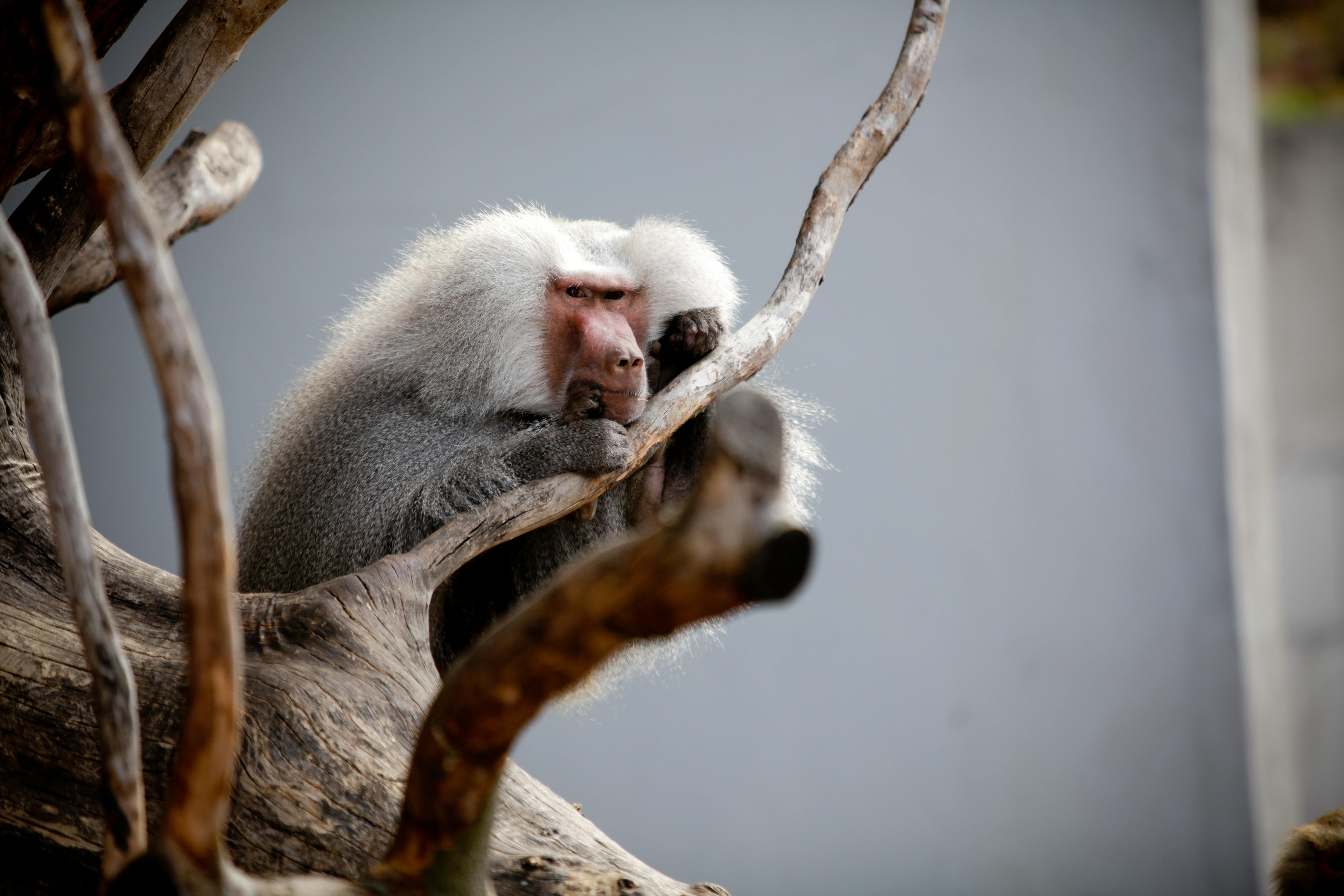 Close-up Shot of a Baboon Eating Food · Free Stock Photo