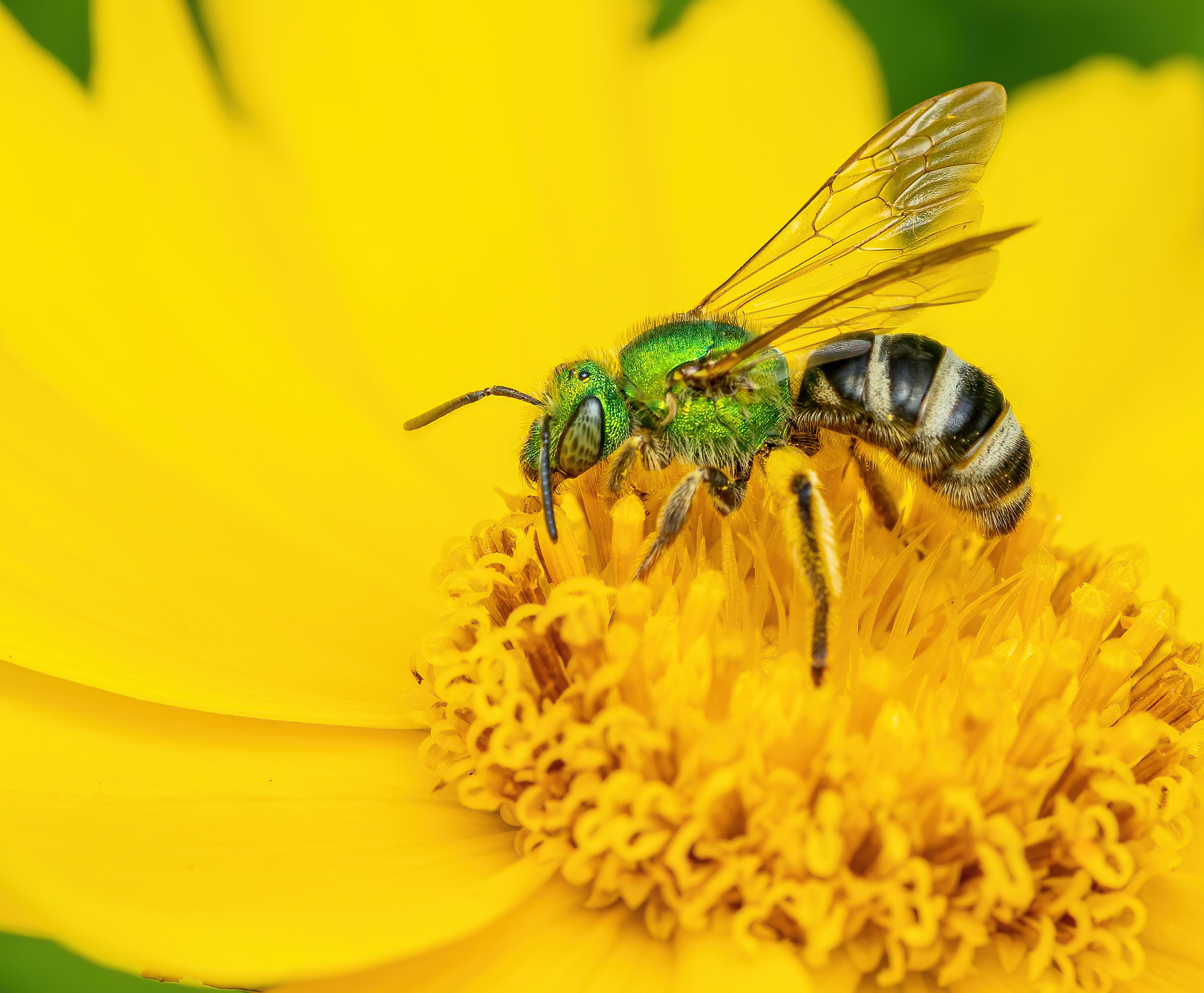 Macro Animals Spring Photos, Download The BEST Free Macro Animals ...
