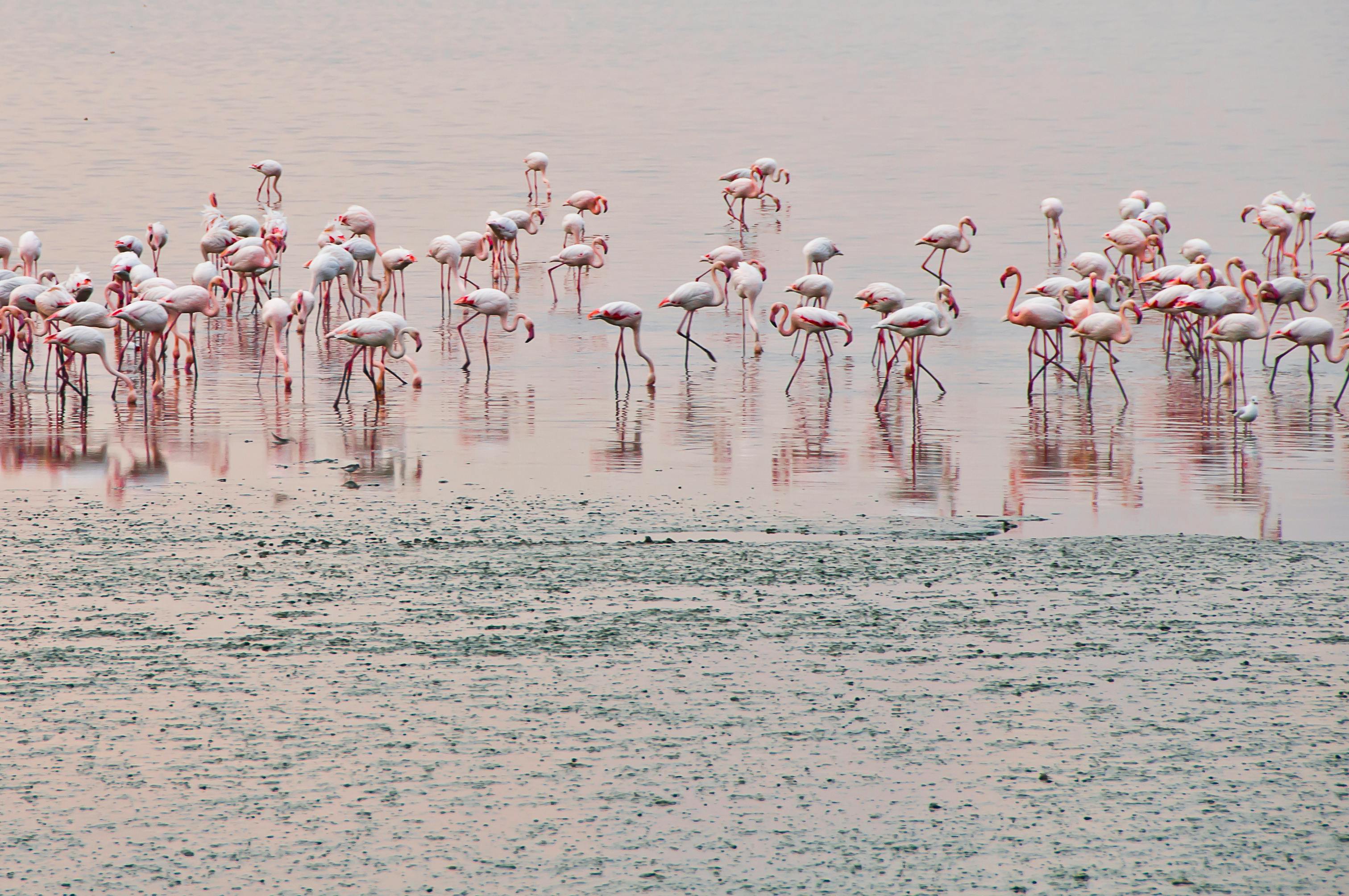 Foraging Photos, Download The BEST Free Foraging Stock Photos & HD Images