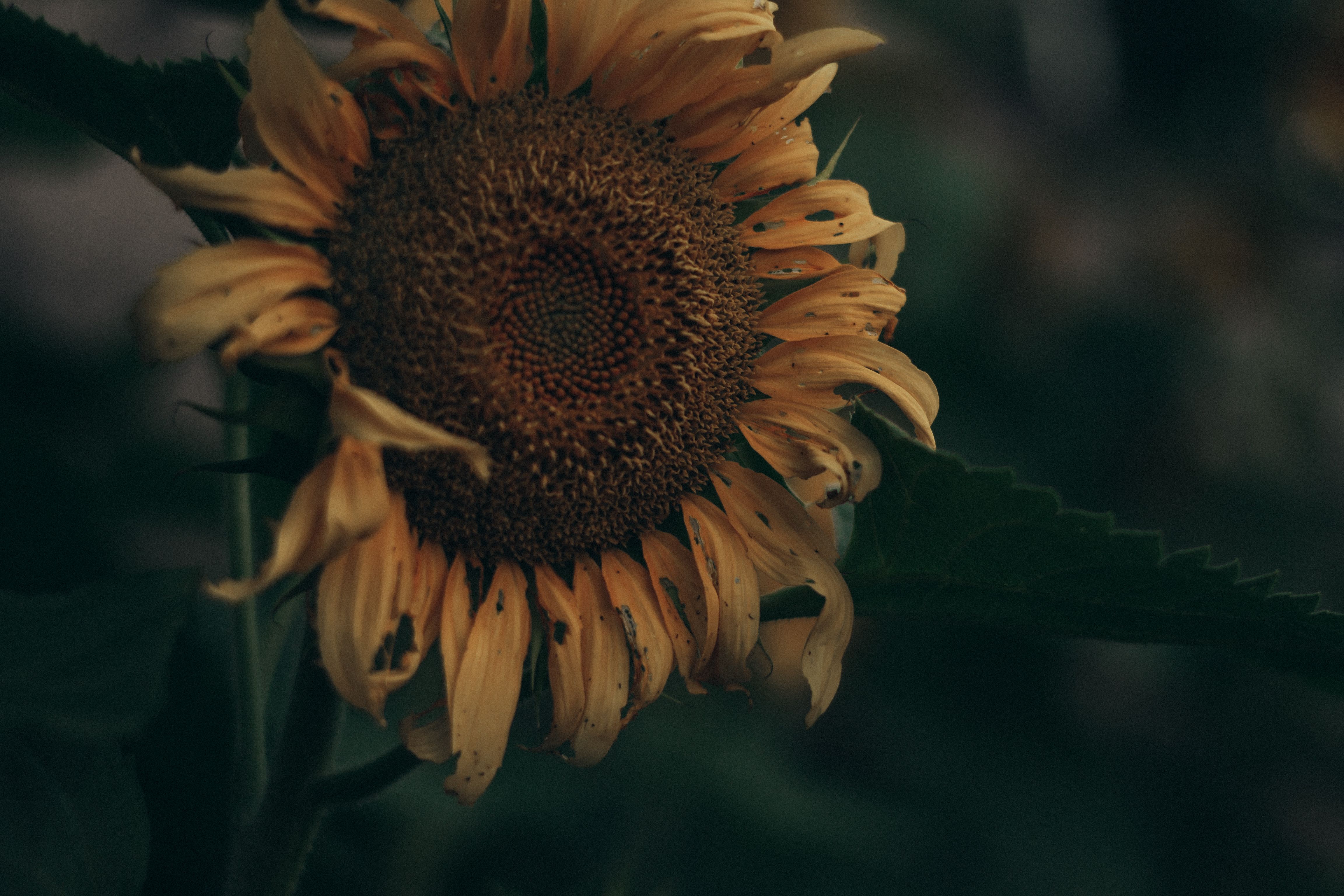Close up of Sunflower · Free Stock Photo
