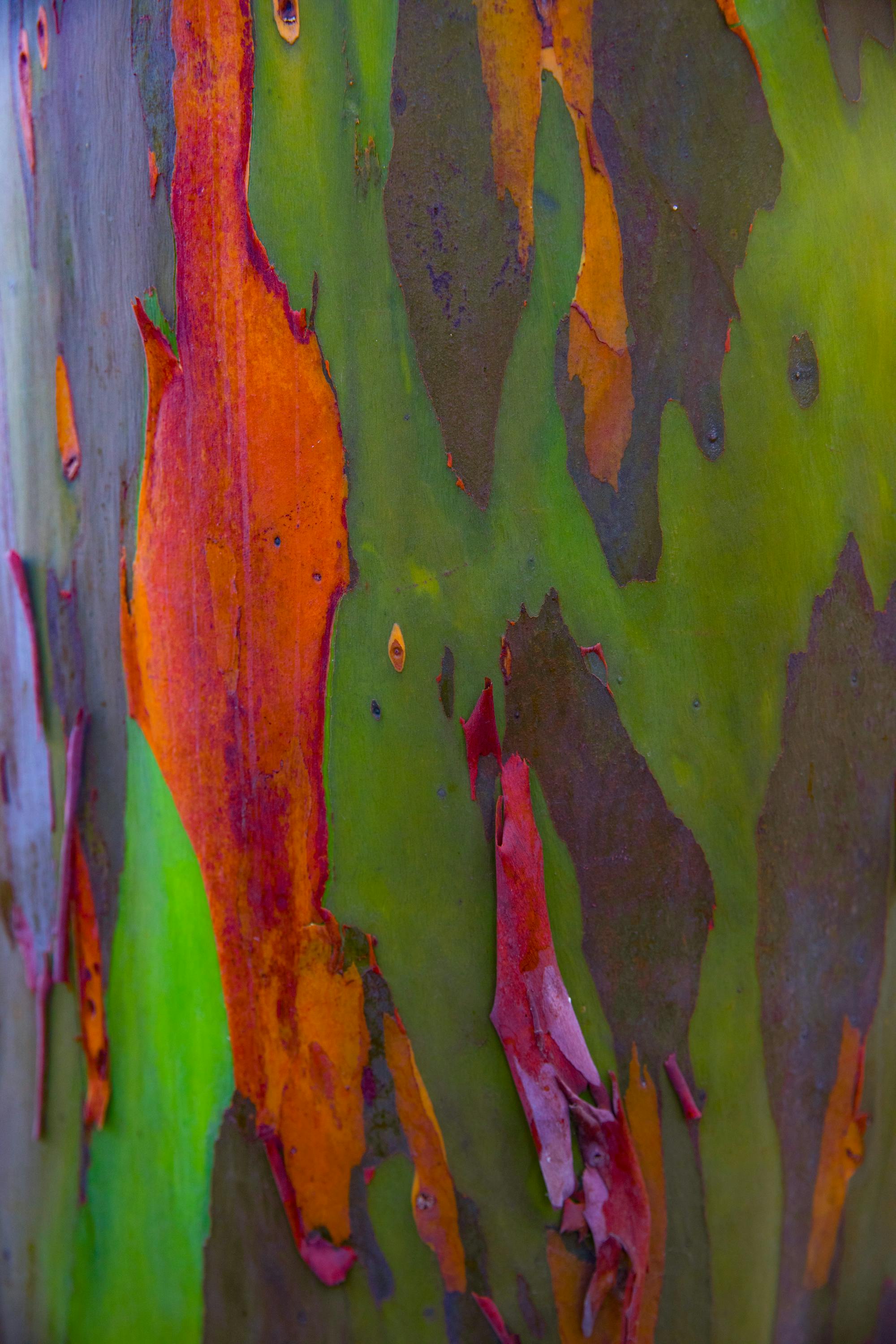 Multi Color Photos, Download The BEST Free Multi Color Stock Photos ...