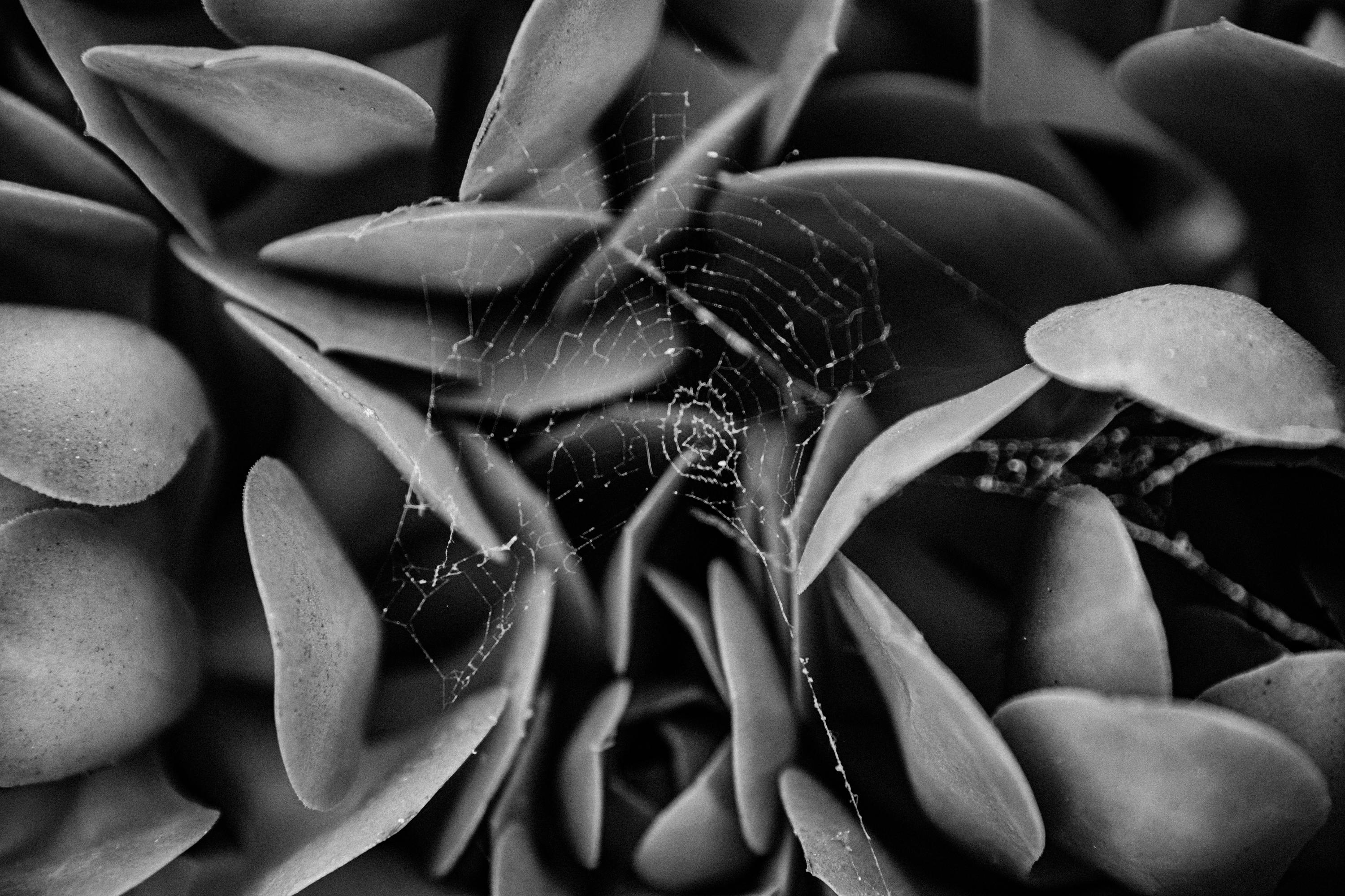 Grayscale Photos, Download The BEST Free Grayscale Stock Photos & HD Images