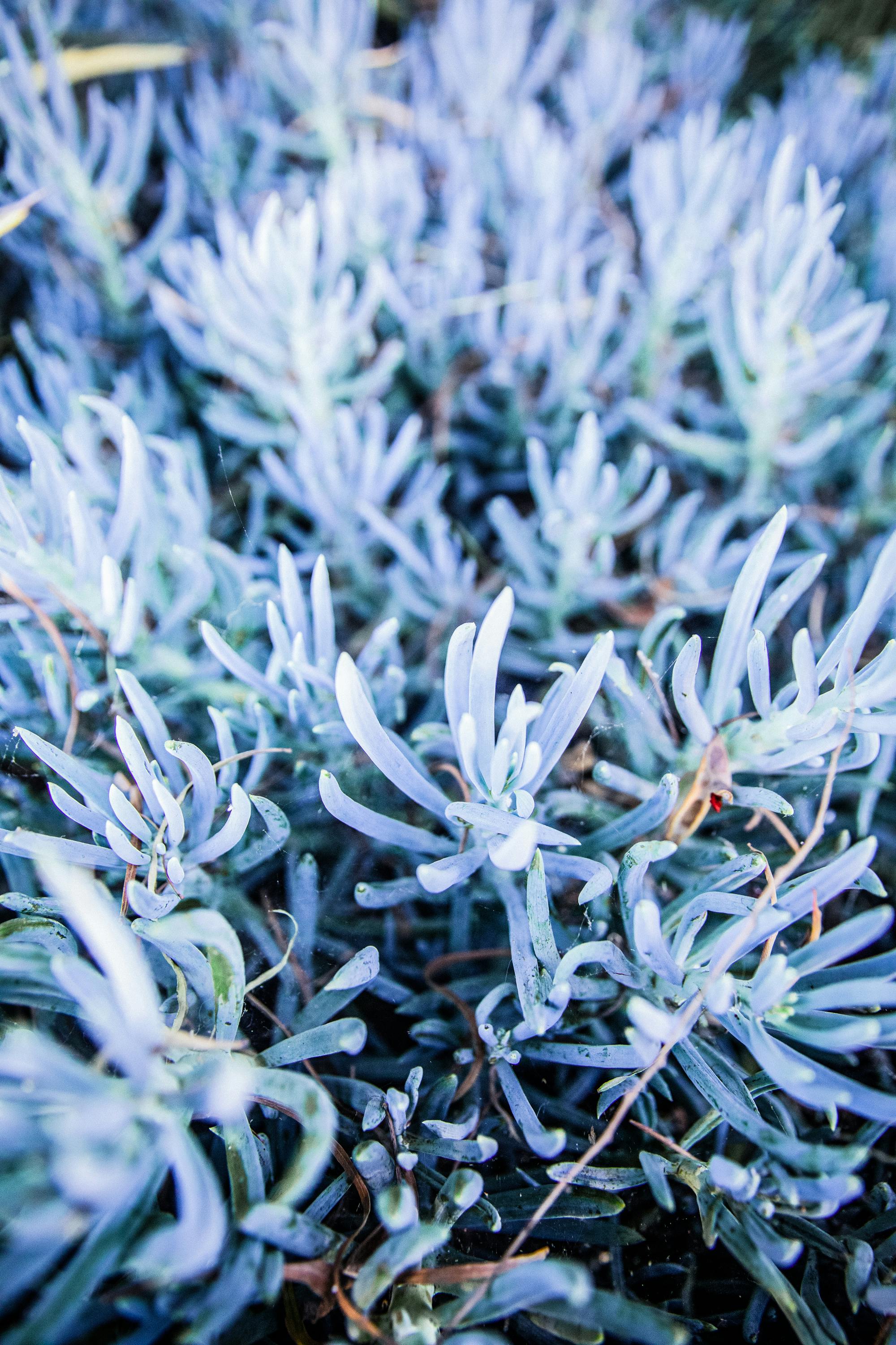 Blue Chalksticks in Bloom · Free Stock Photo