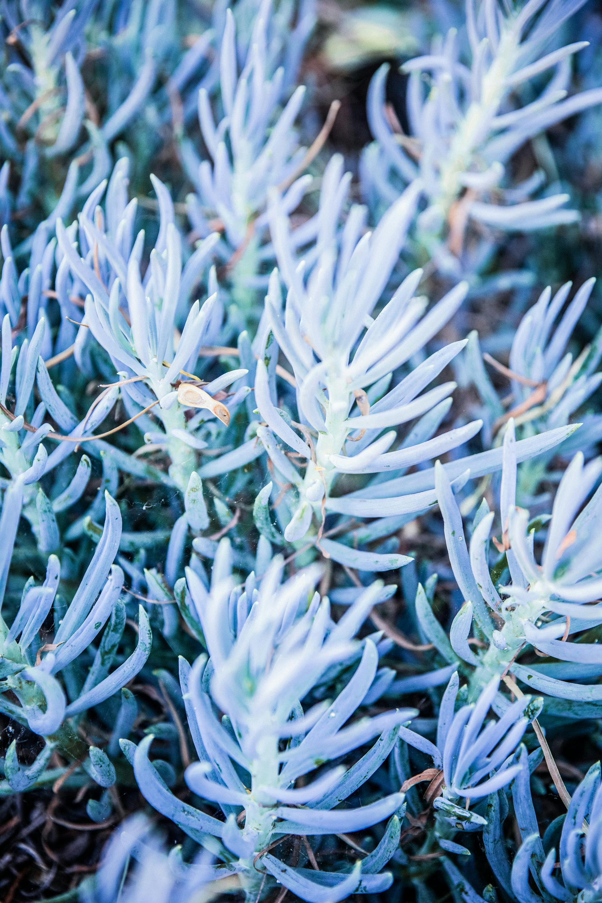 Blue Chalksticks in Bloom · Free Stock Photo