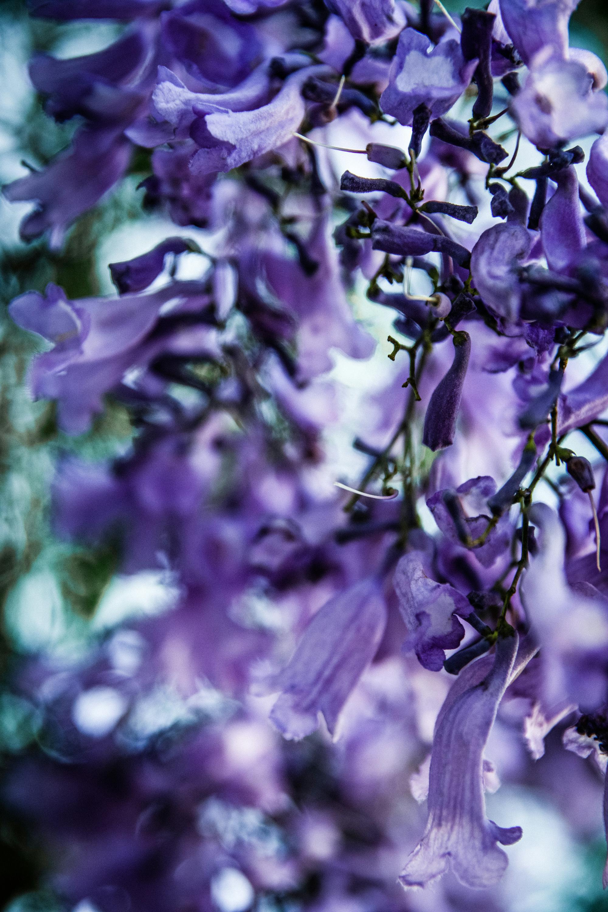 Jacaranda Photos, Download The BEST Free Jacaranda Stock Photos & HD Images