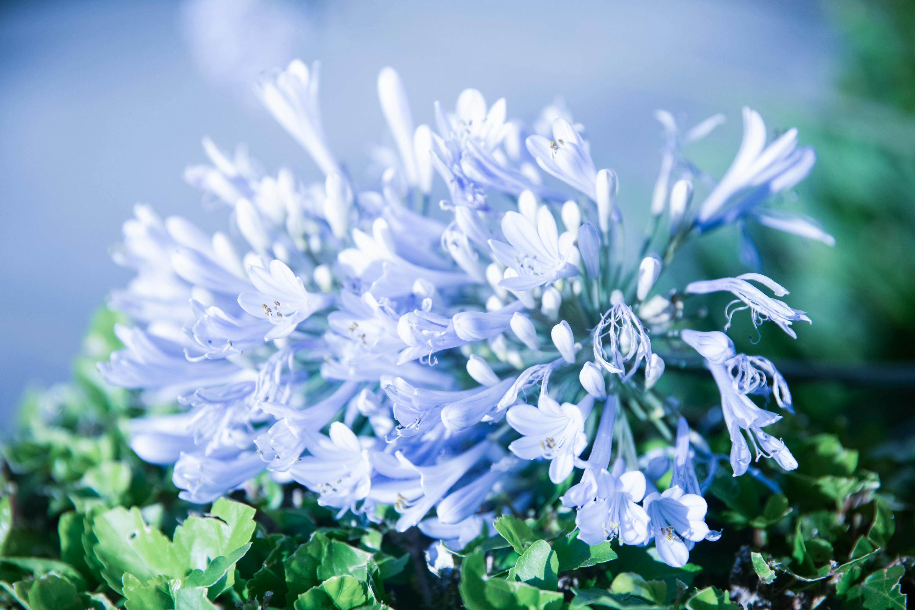 Firework Plant Photos, Download The BEST Free Firework Plant Stock ...