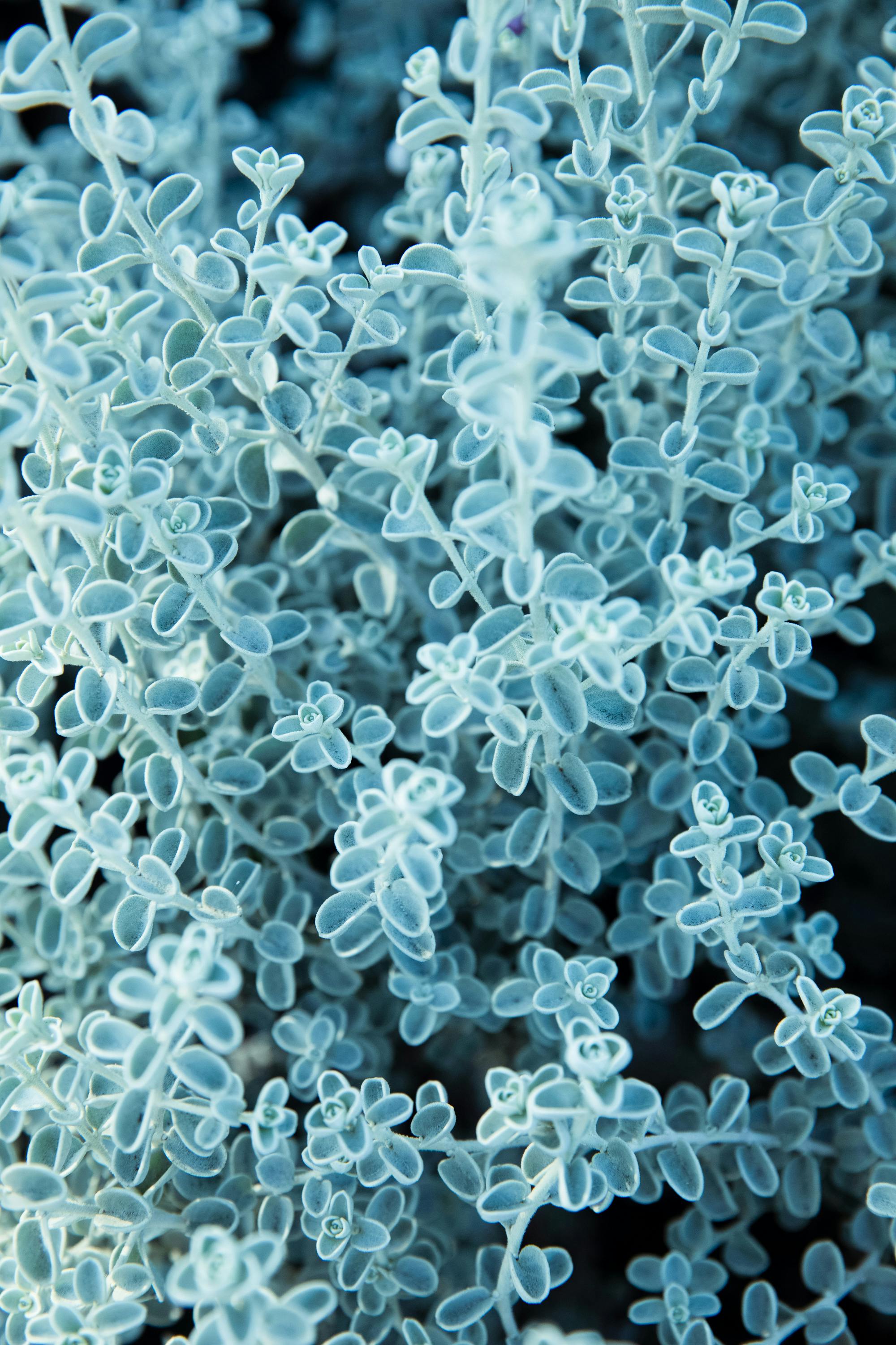 Snow Covered Common Sage Plants · Free Stock Photo