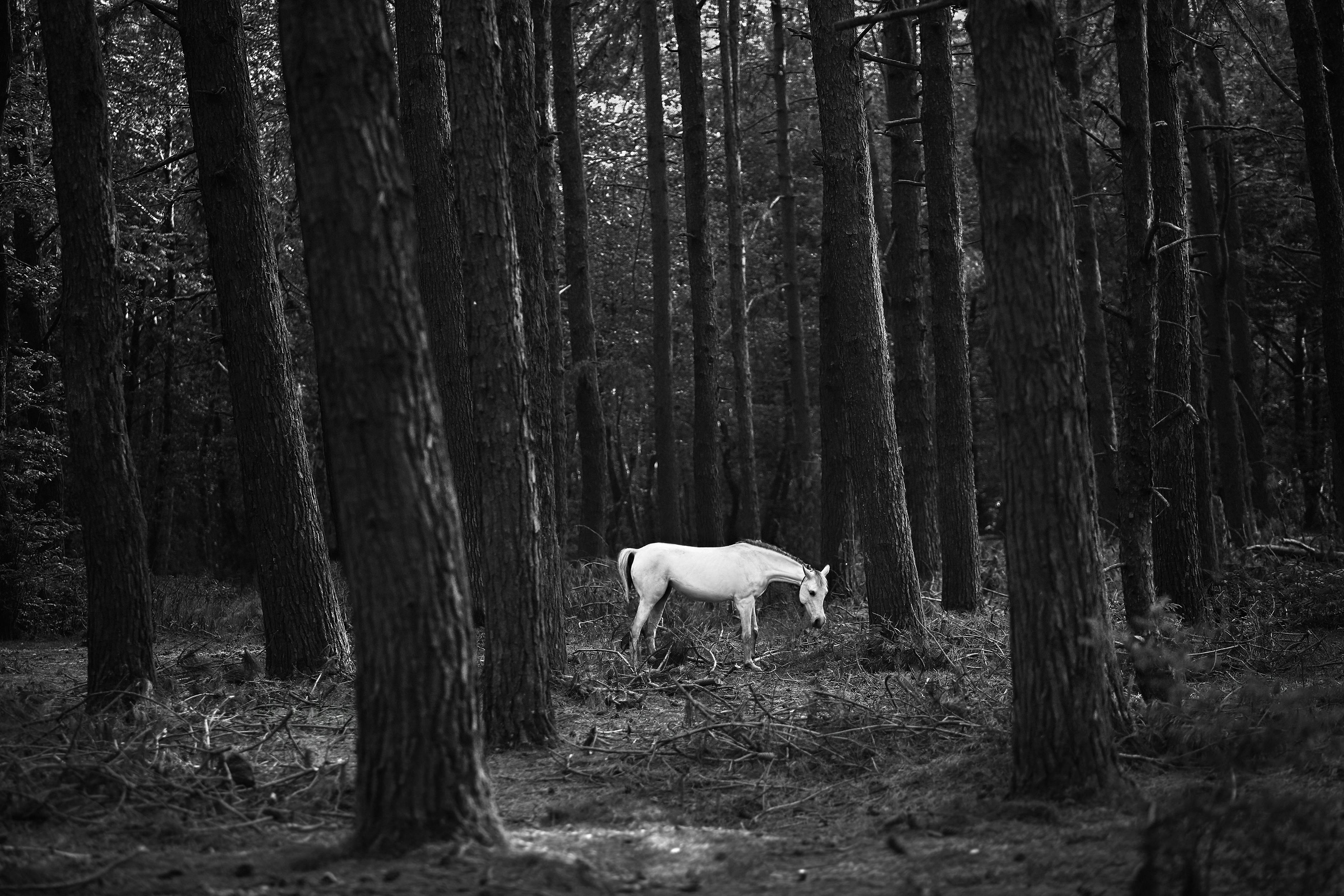 Grayscale Forest Photos, Download The BEST Free Grayscale Forest Stock ...