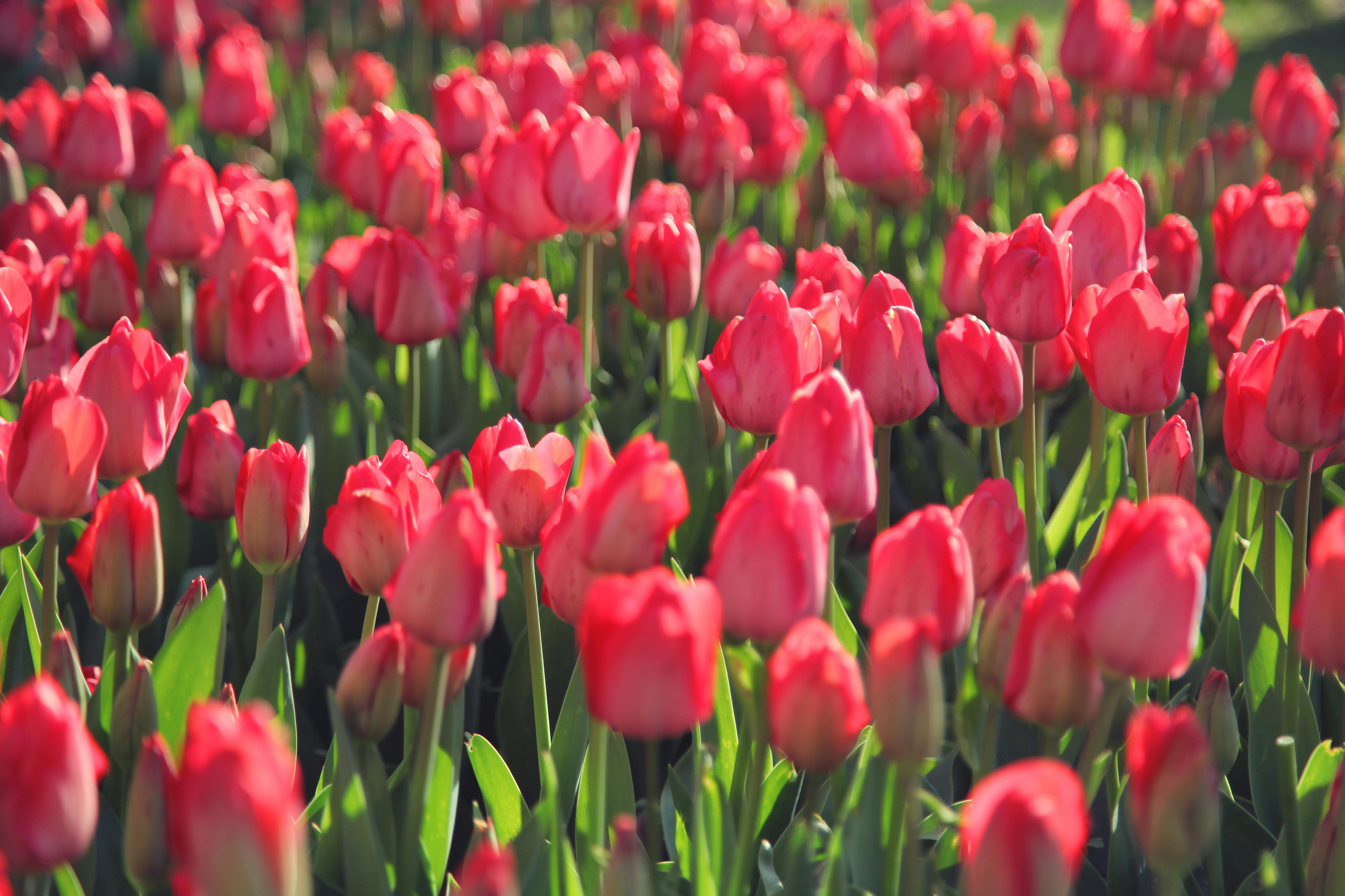 Close Up Photo of Red Tulips · Free Stock Photo