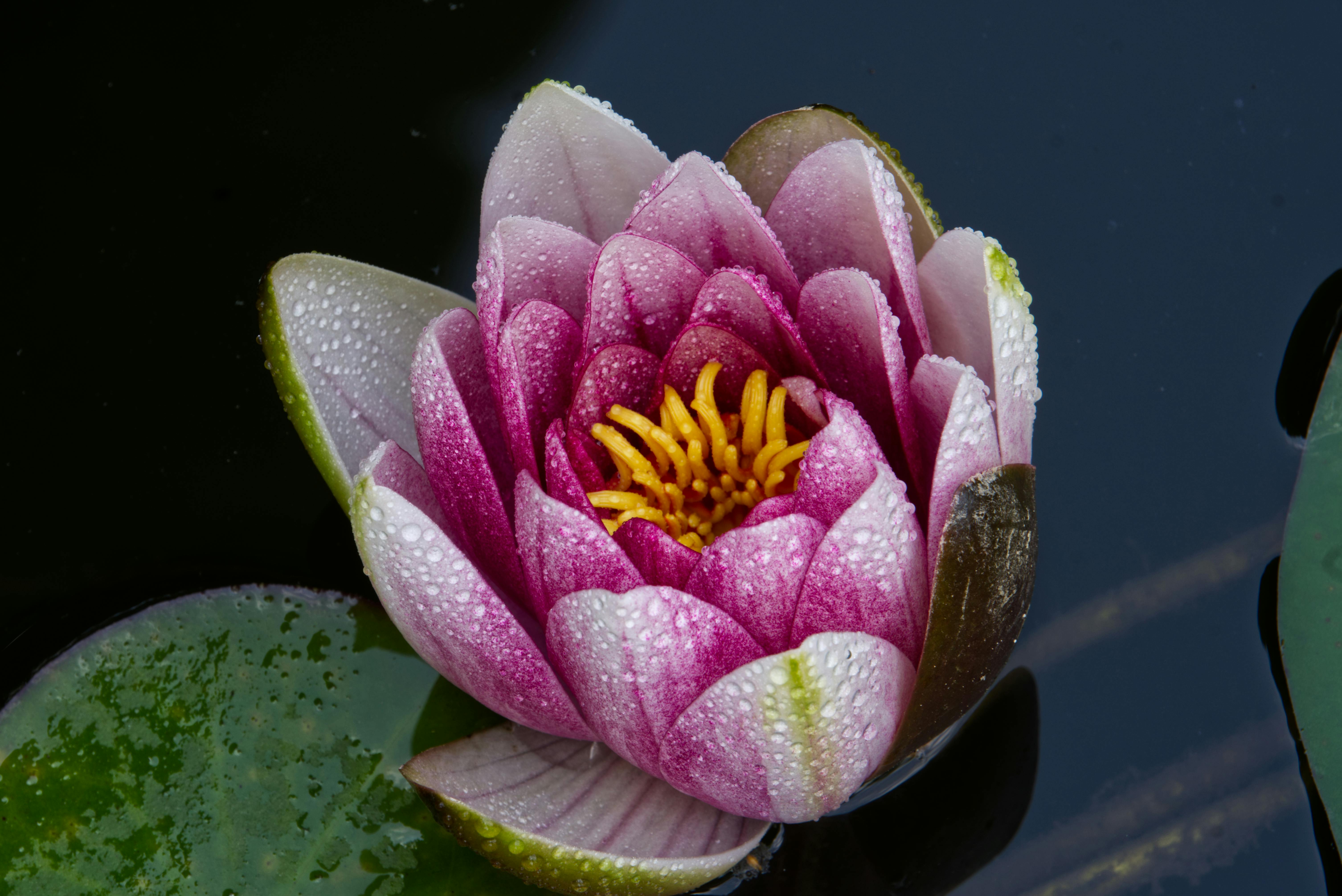 Close Up Photo of Lotus Flower · Free Stock Photo