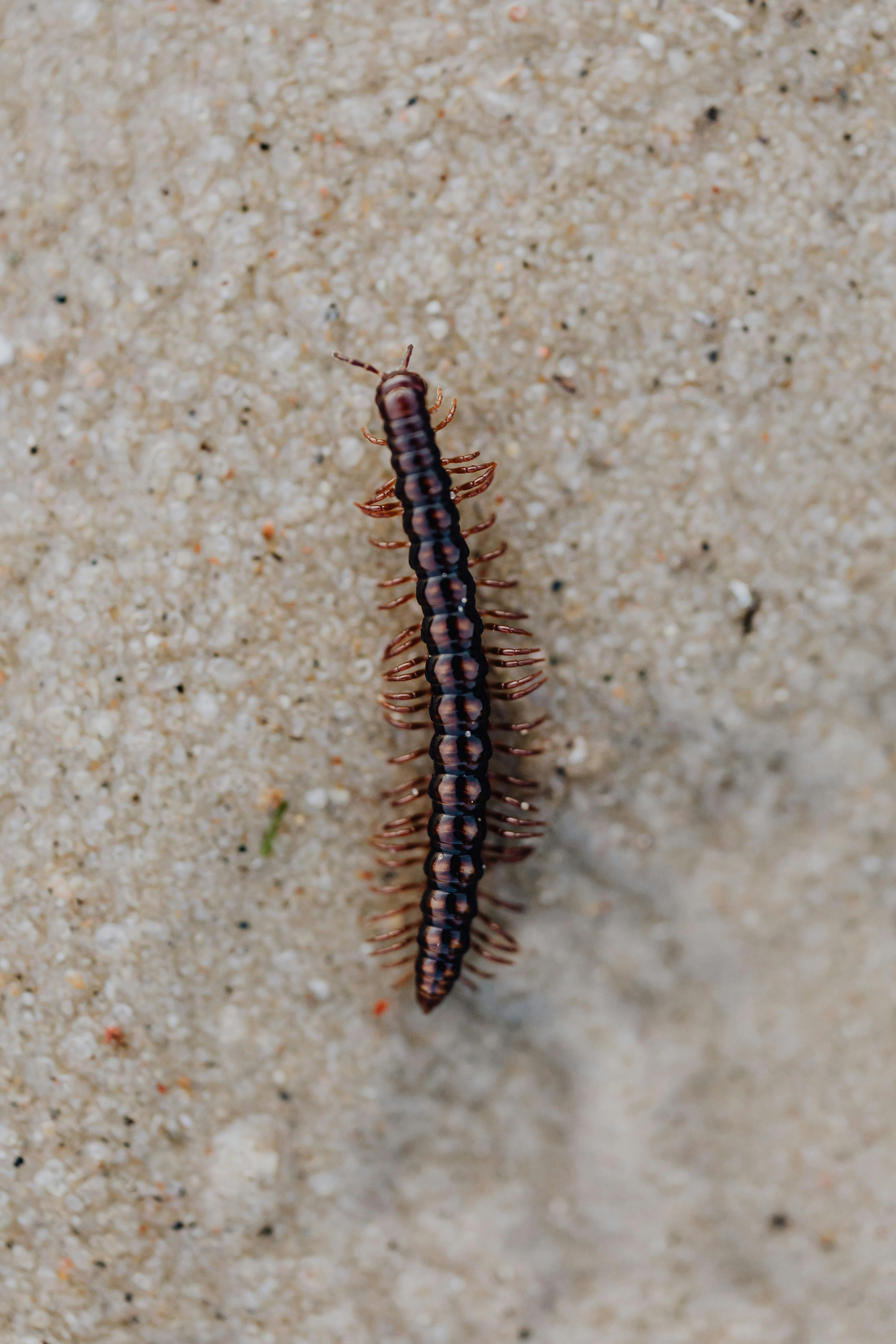 Greenhouse Millipede in Close-Up Photography · Free Stock Photo