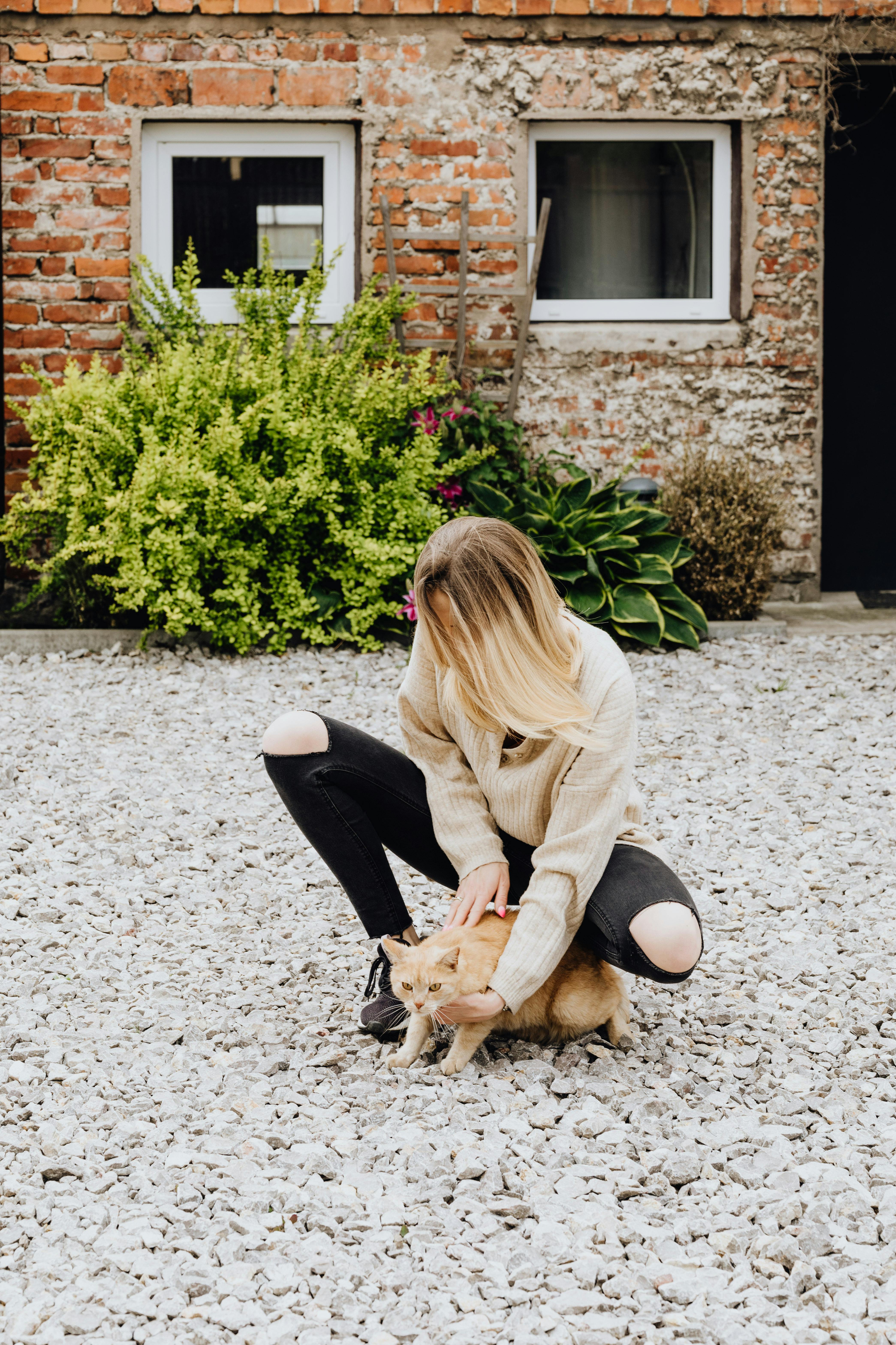 Cat Rip Photos, Download The BEST Free Cat Rip Stock Photos & HD Images