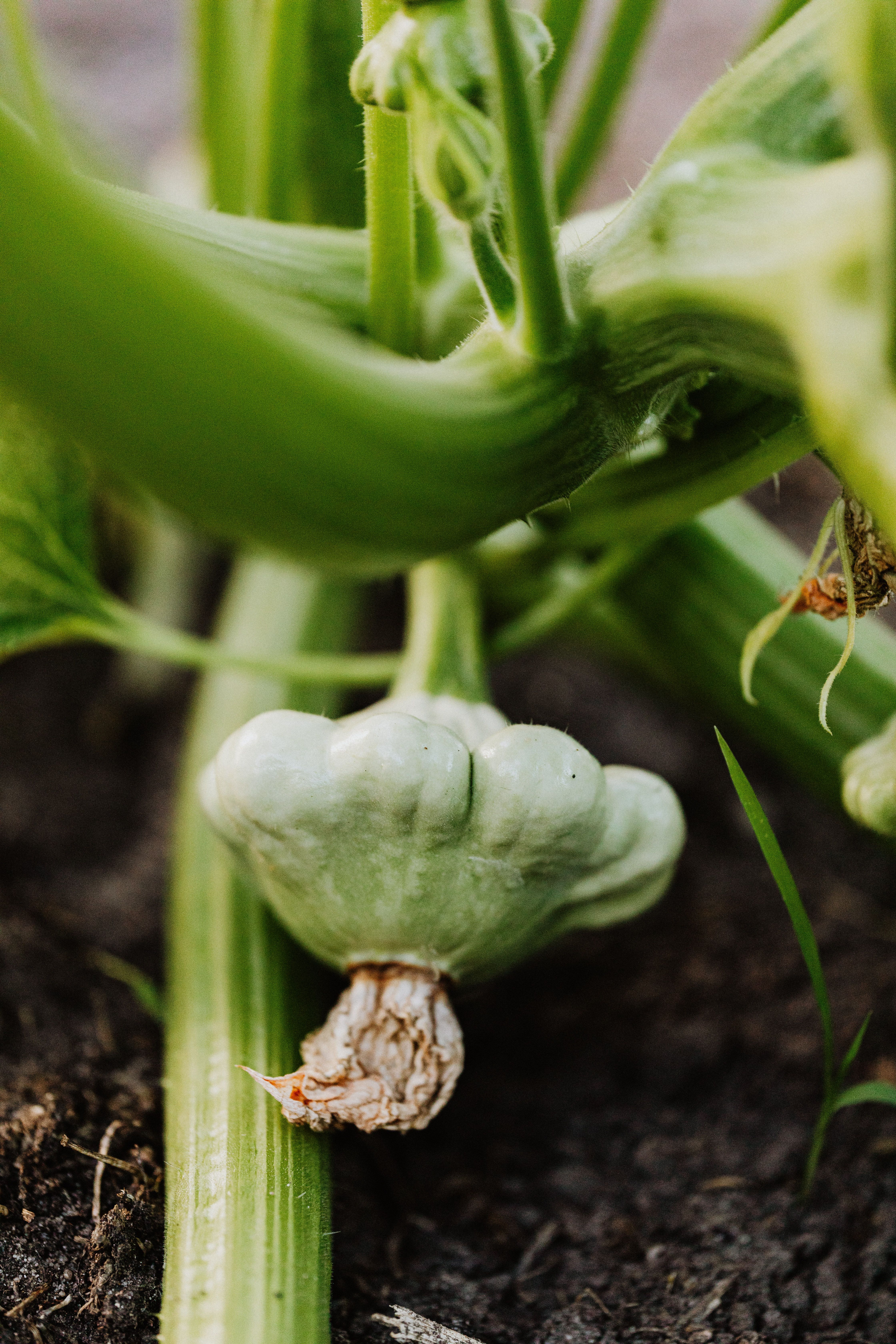 Free stock photo of agricultural crop, agriculture, agronomy, botany ...