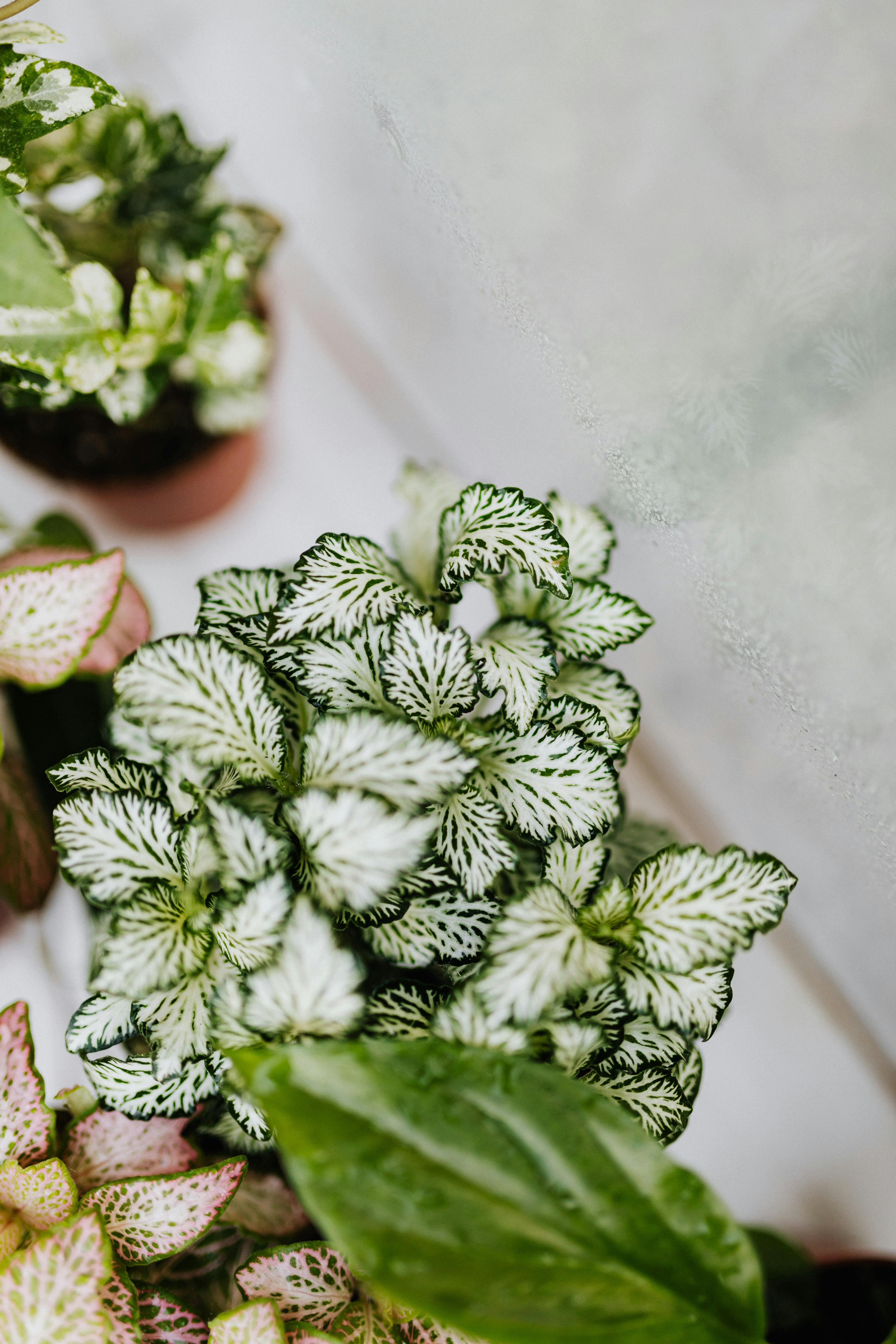 Green and White Leafy Plants · Free Stock Photo
