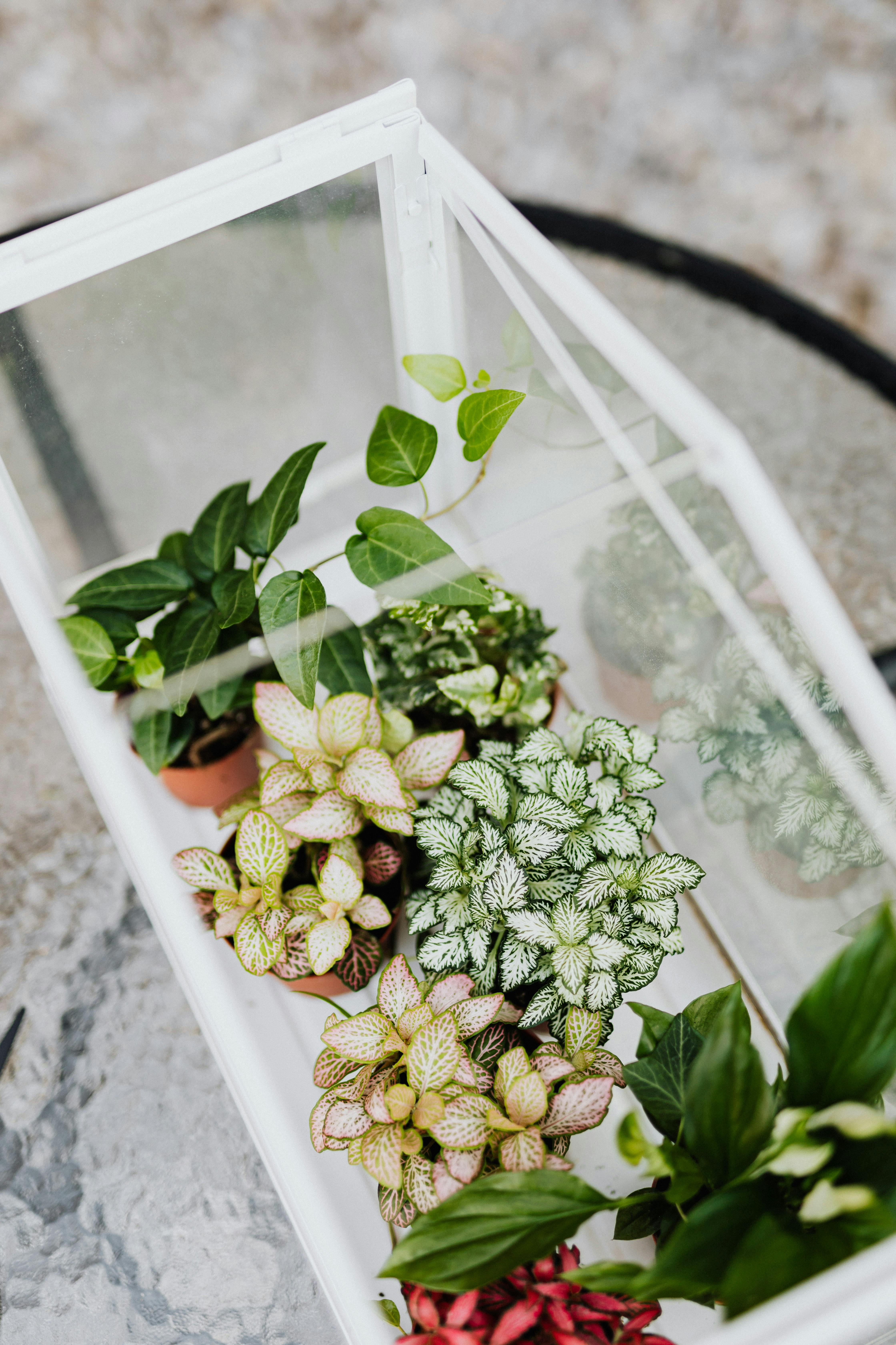 Photo of Assorted Plants · Free Stock Photo
