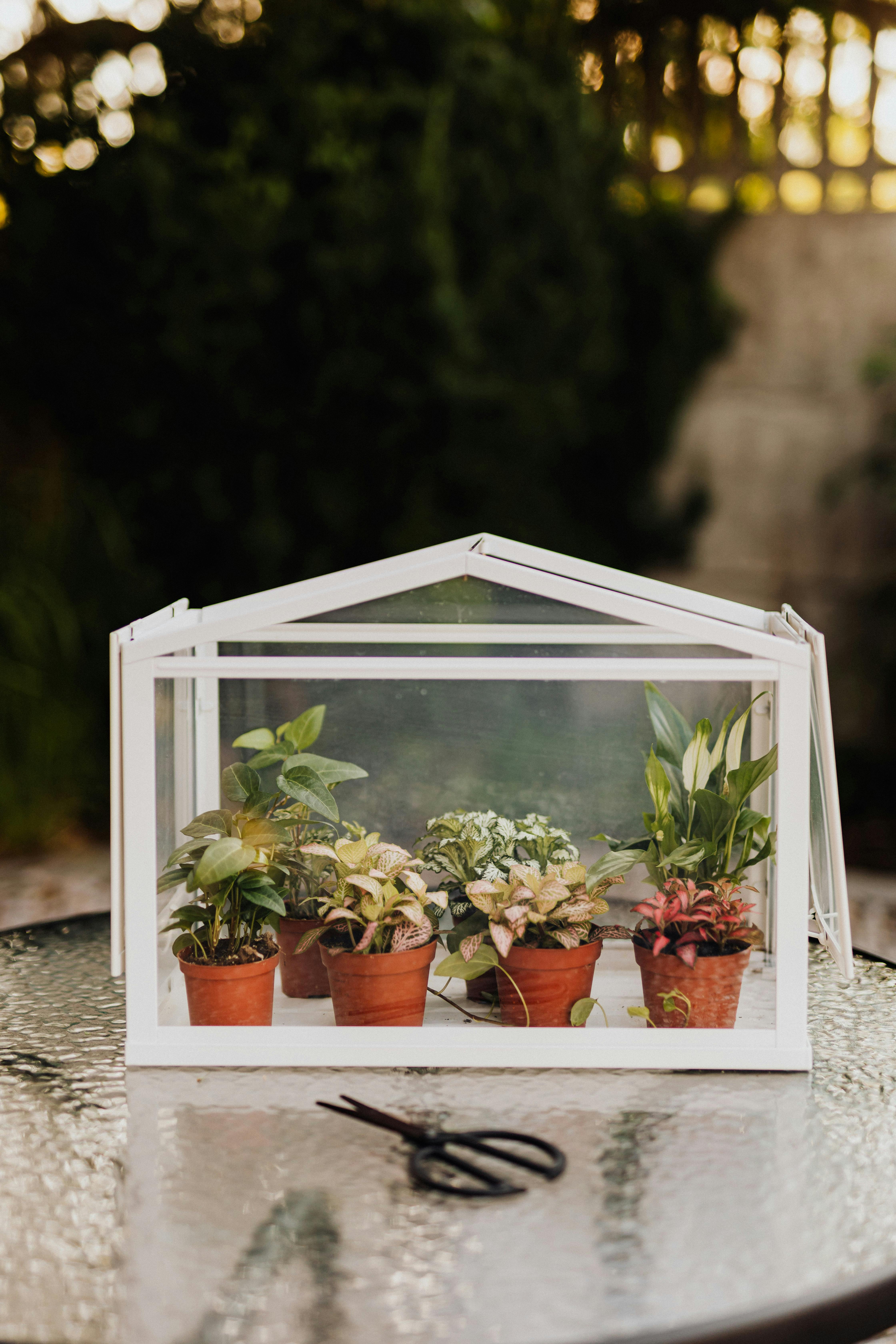 Tabletop Greenhouse Photos, Download The BEST Free Tabletop Greenhouse ...