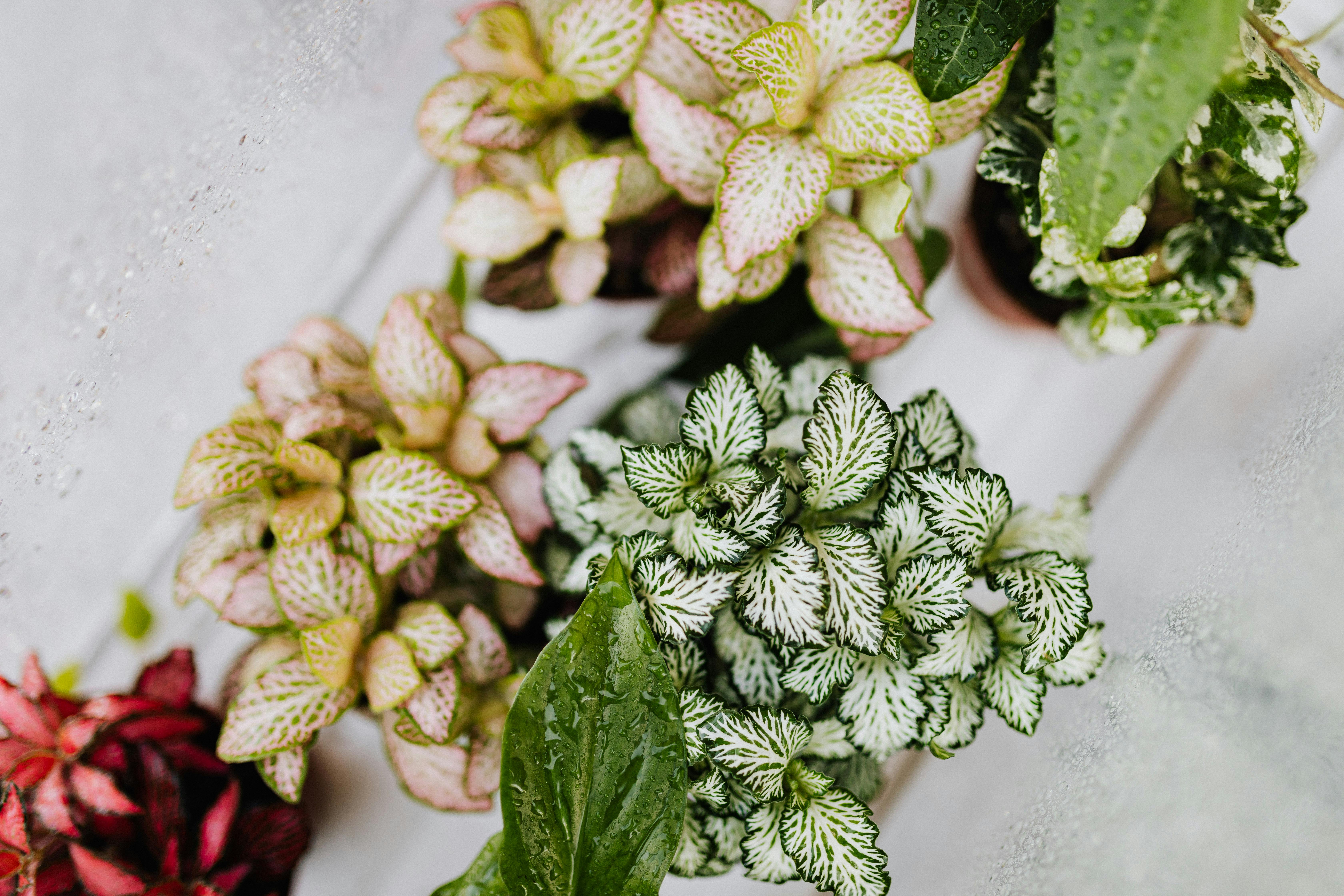 Close-up of Plants · Free Stock Photo