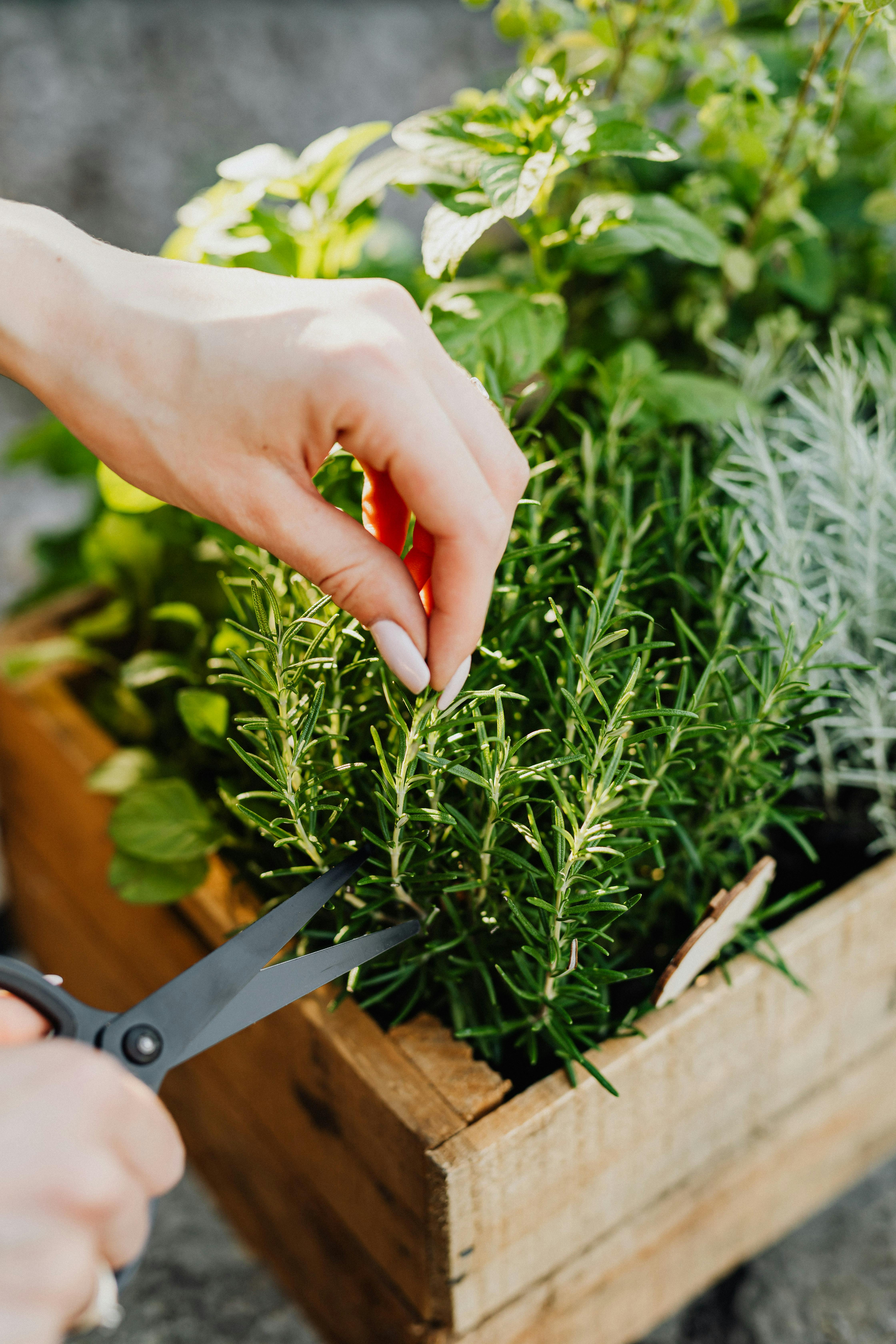Person Cutting a Rosemary Herb Using Black Scissors · Free Stock Photo