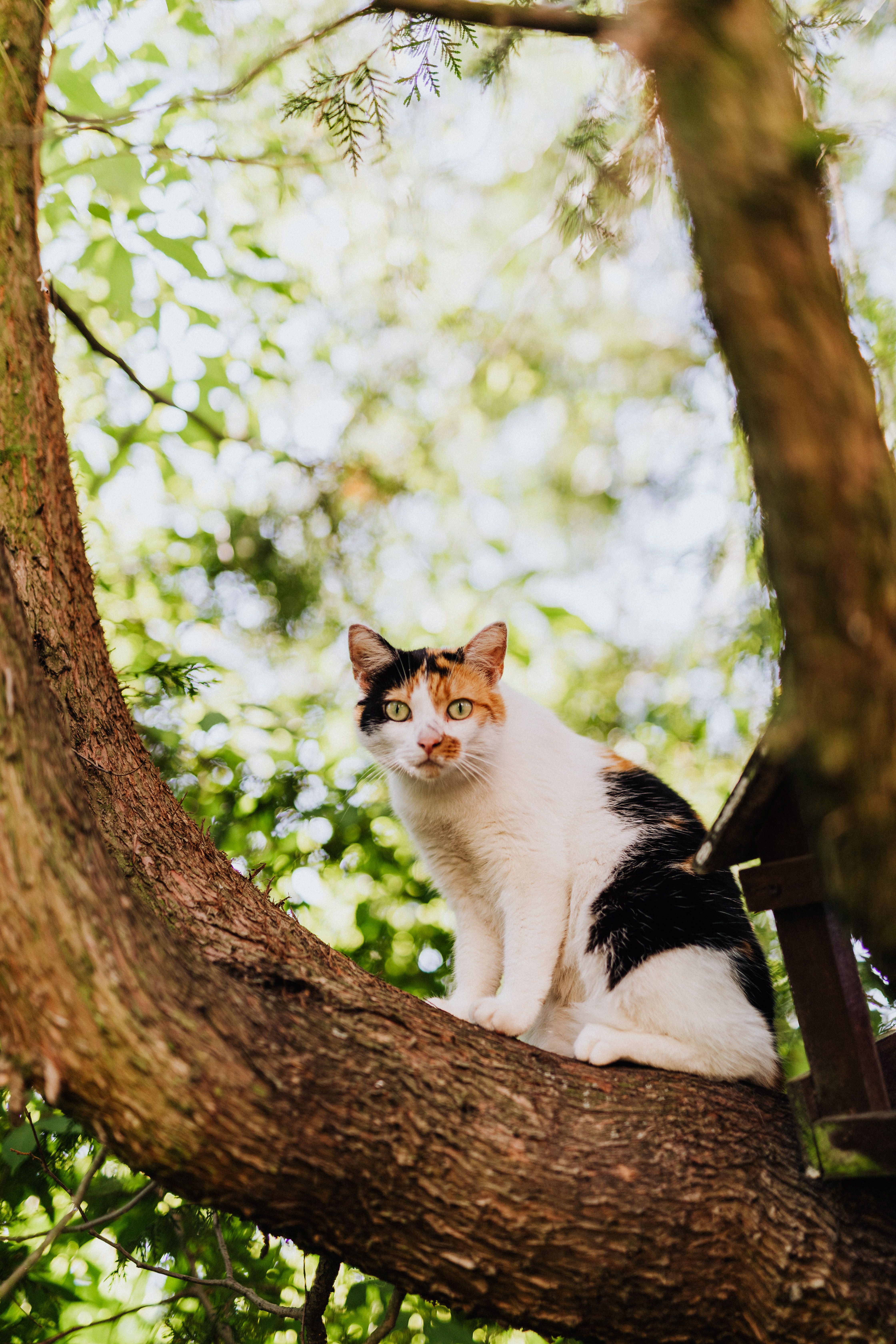 Calico Cat Photos, Download The BEST Free Calico Cat Stock Photos & HD ...