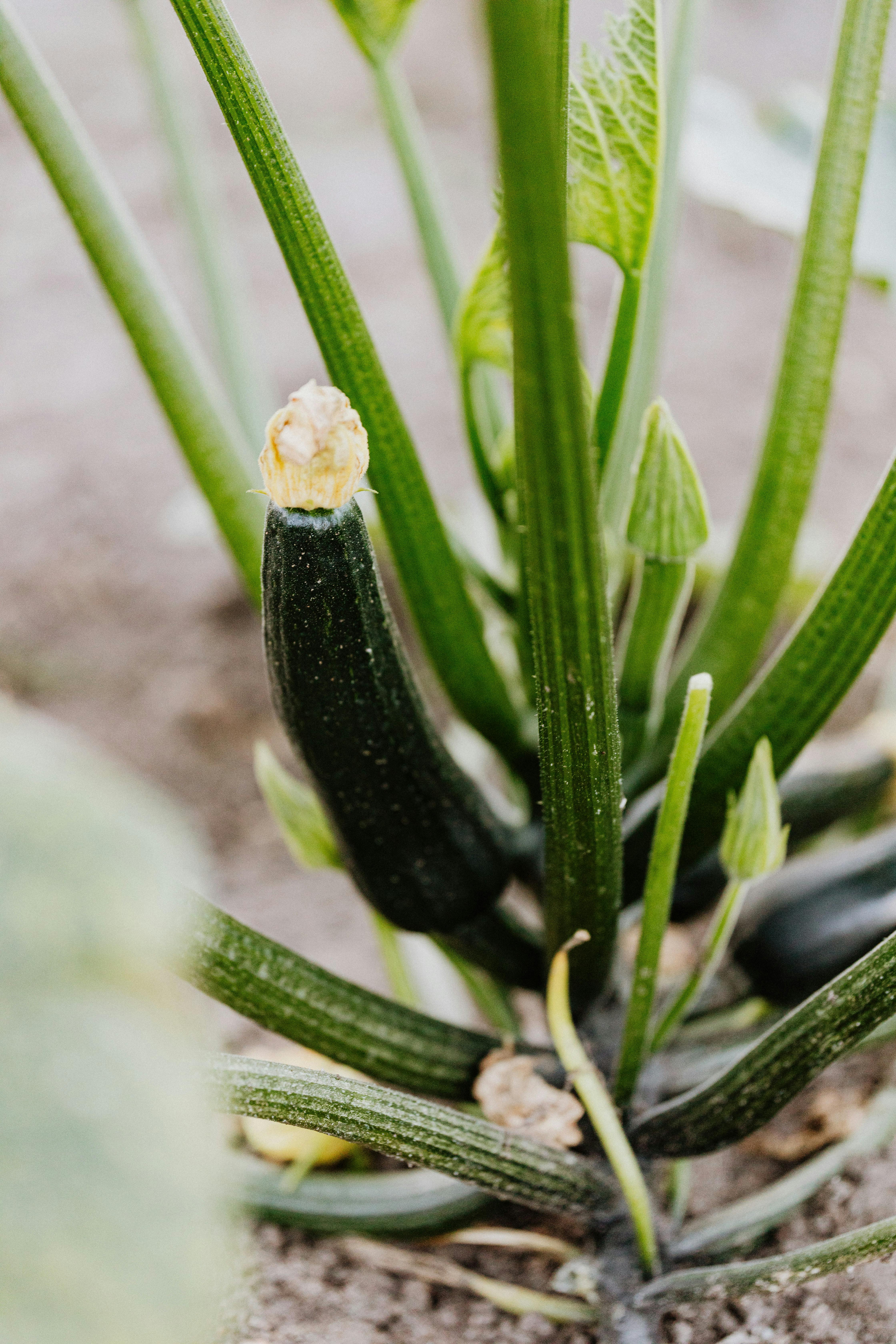 Growing Zucchini Plant on Brown Soil · Free Stock Photo